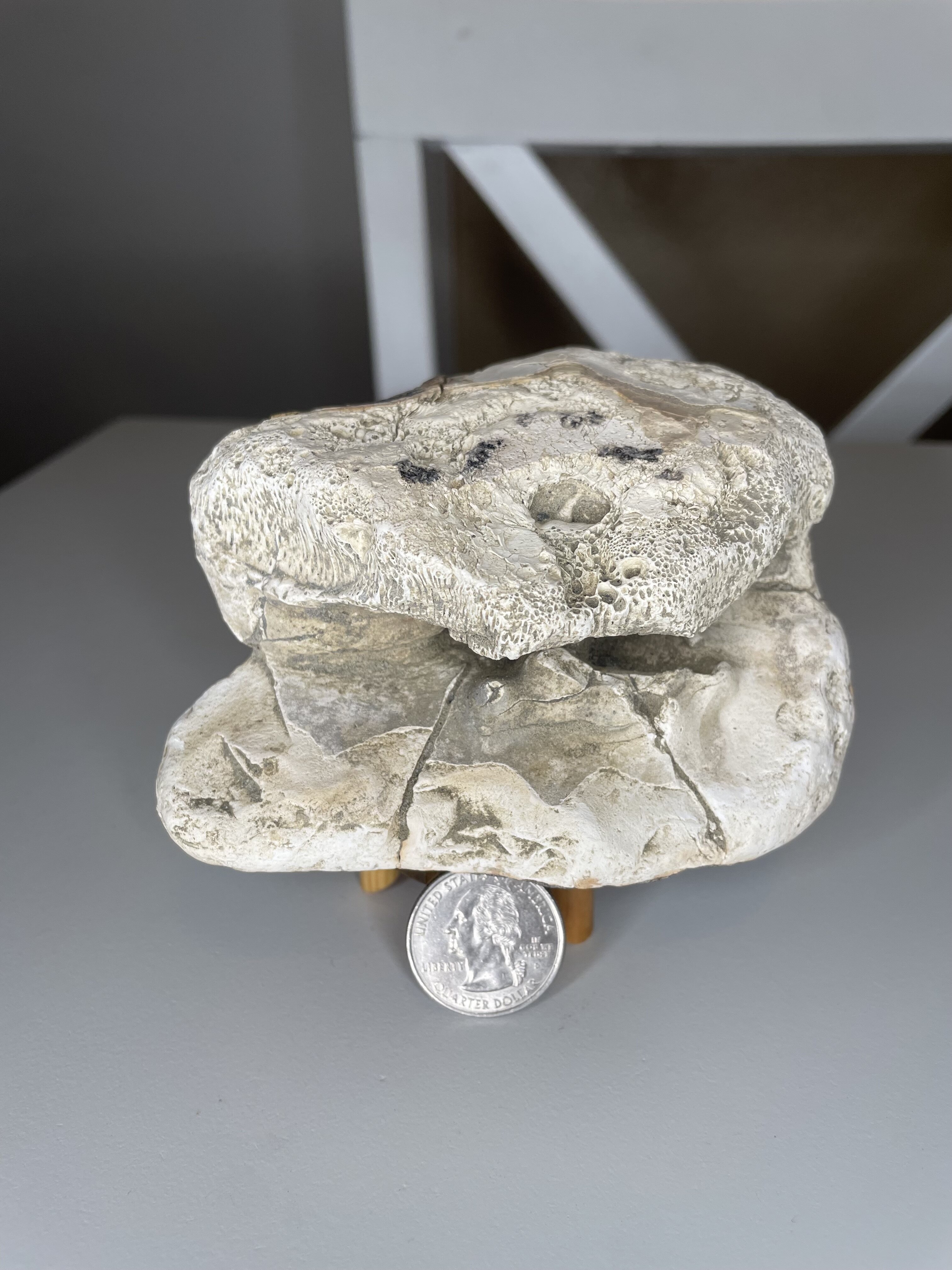 Possible Fossilized Bone Found in Central CA creek beds? - Fossil ID ...