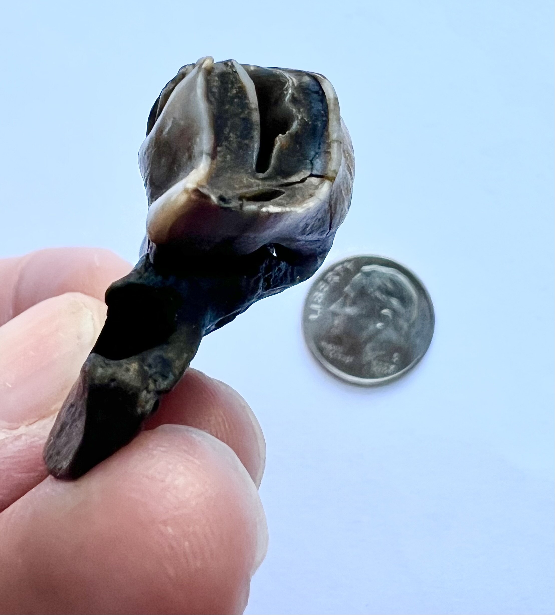Tooth/ jaw fossil Kaw River ( Kansas ) - Fossil ID - The Fossil Forum