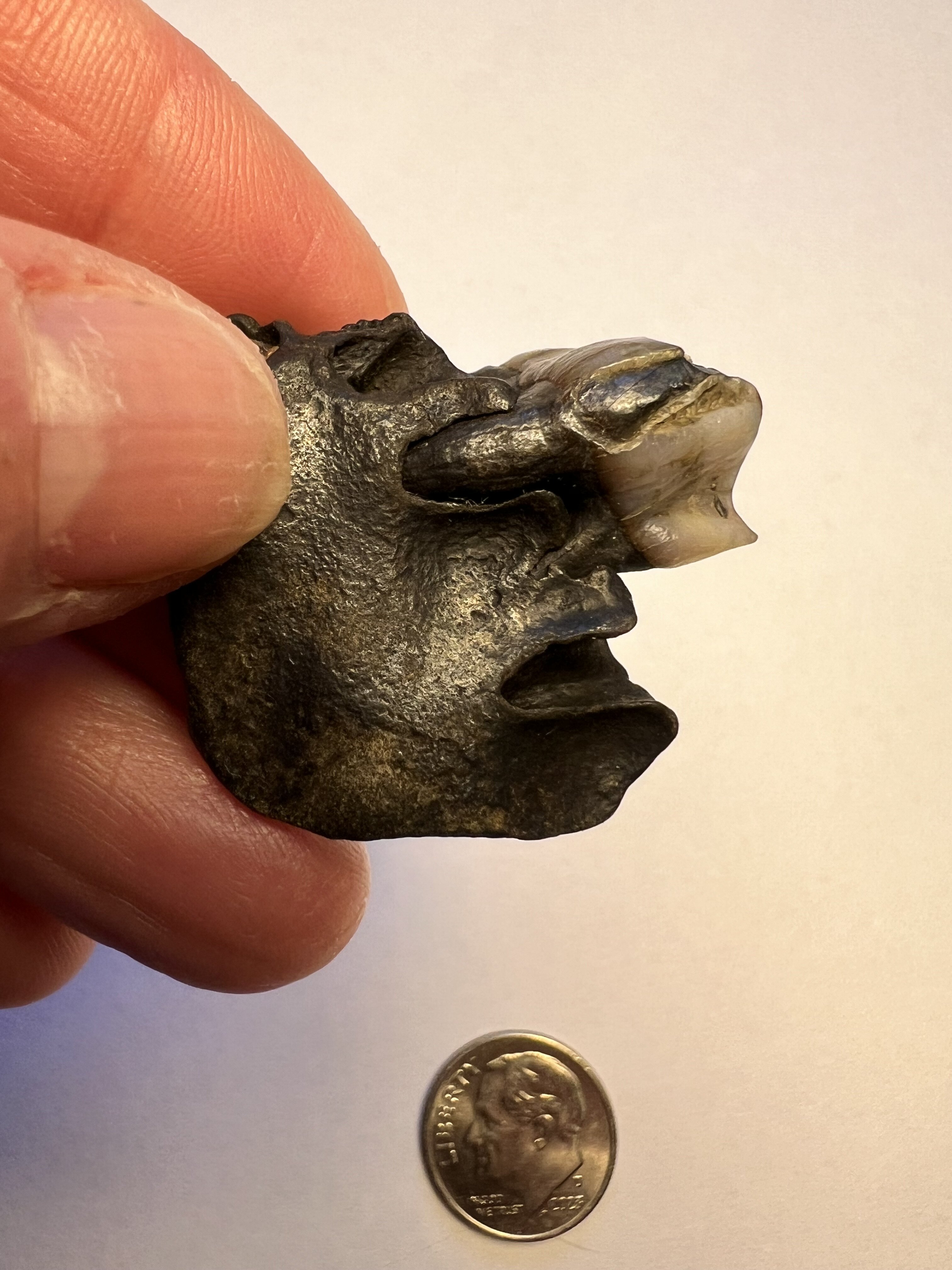 Tooth/ jaw fossil Kaw River ( Kansas ) - Fossil ID - The Fossil Forum