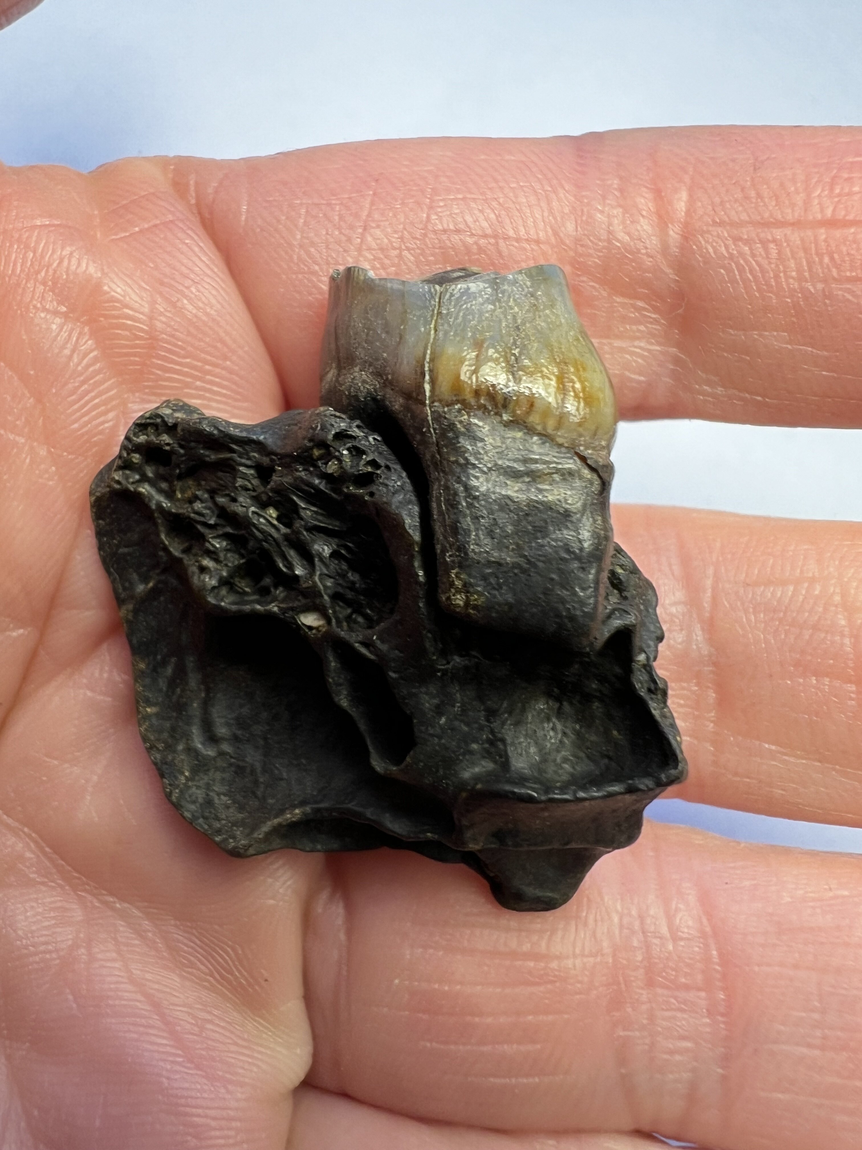 Tooth/ jaw fossil Kaw River ( Kansas ) - Fossil ID - The Fossil Forum