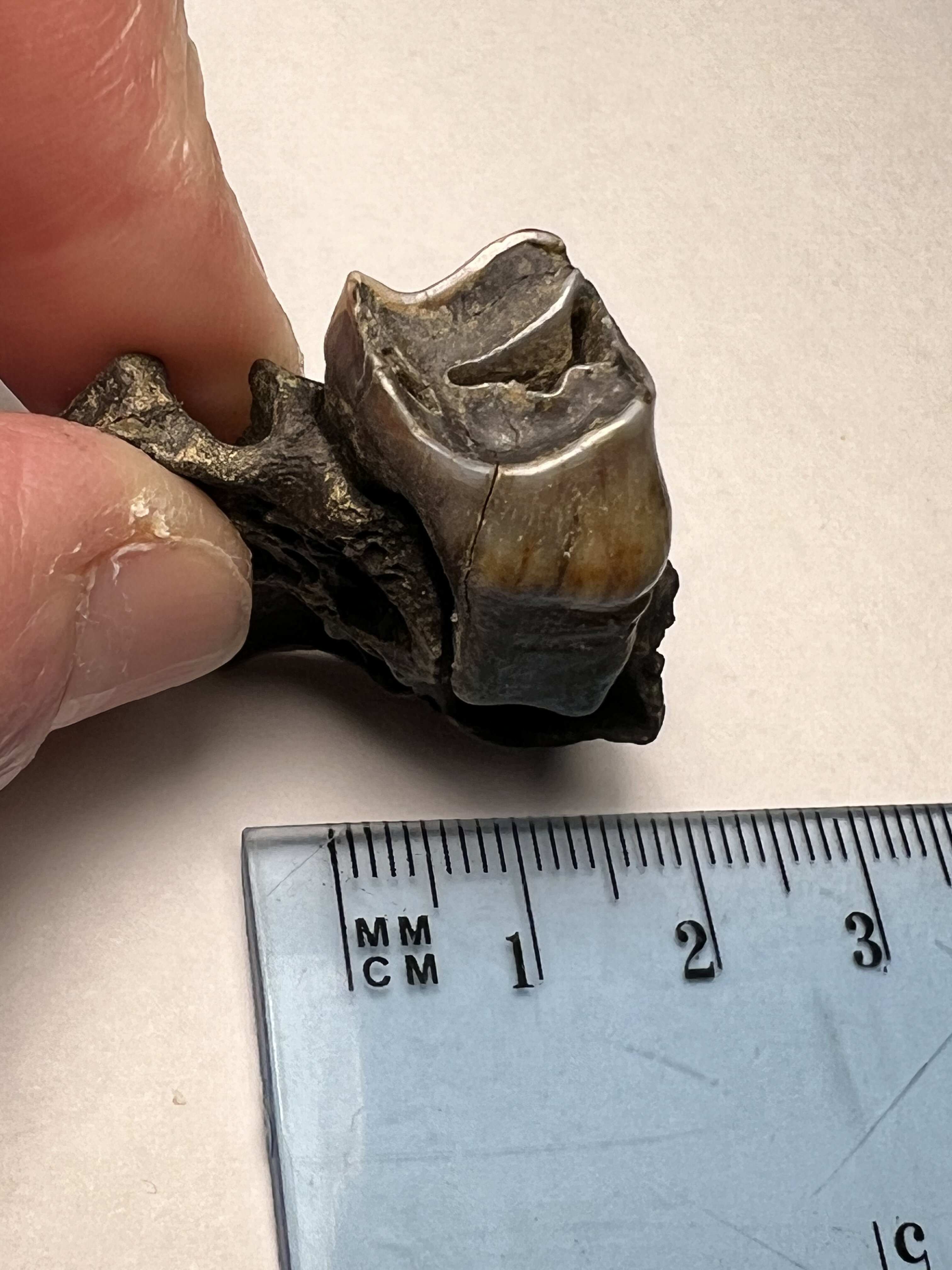 Tooth/ jaw fossil Kaw River ( Kansas ) - Fossil ID - The Fossil Forum