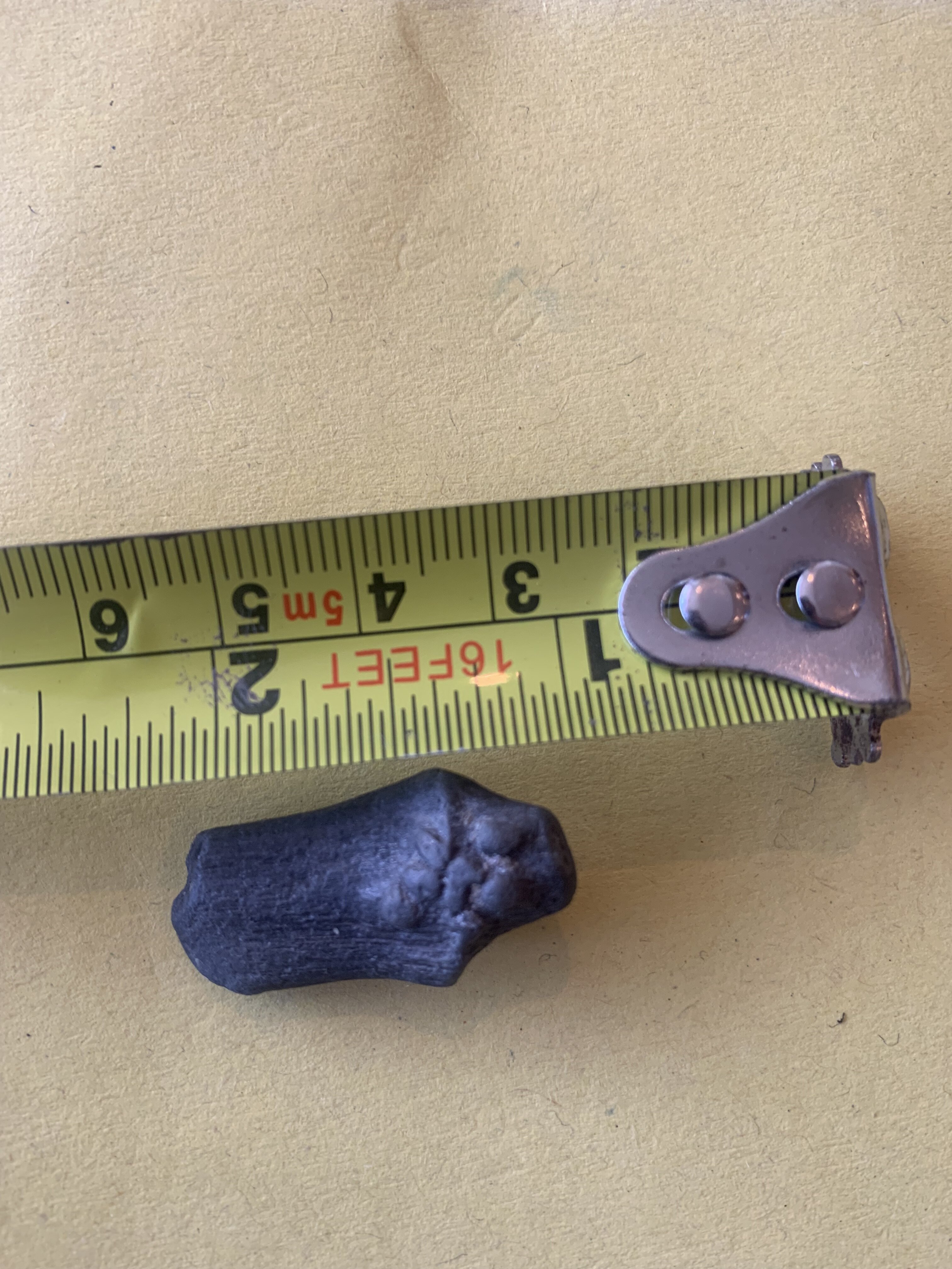 Fossilised bone - Fossil ID - The Fossil Forum
