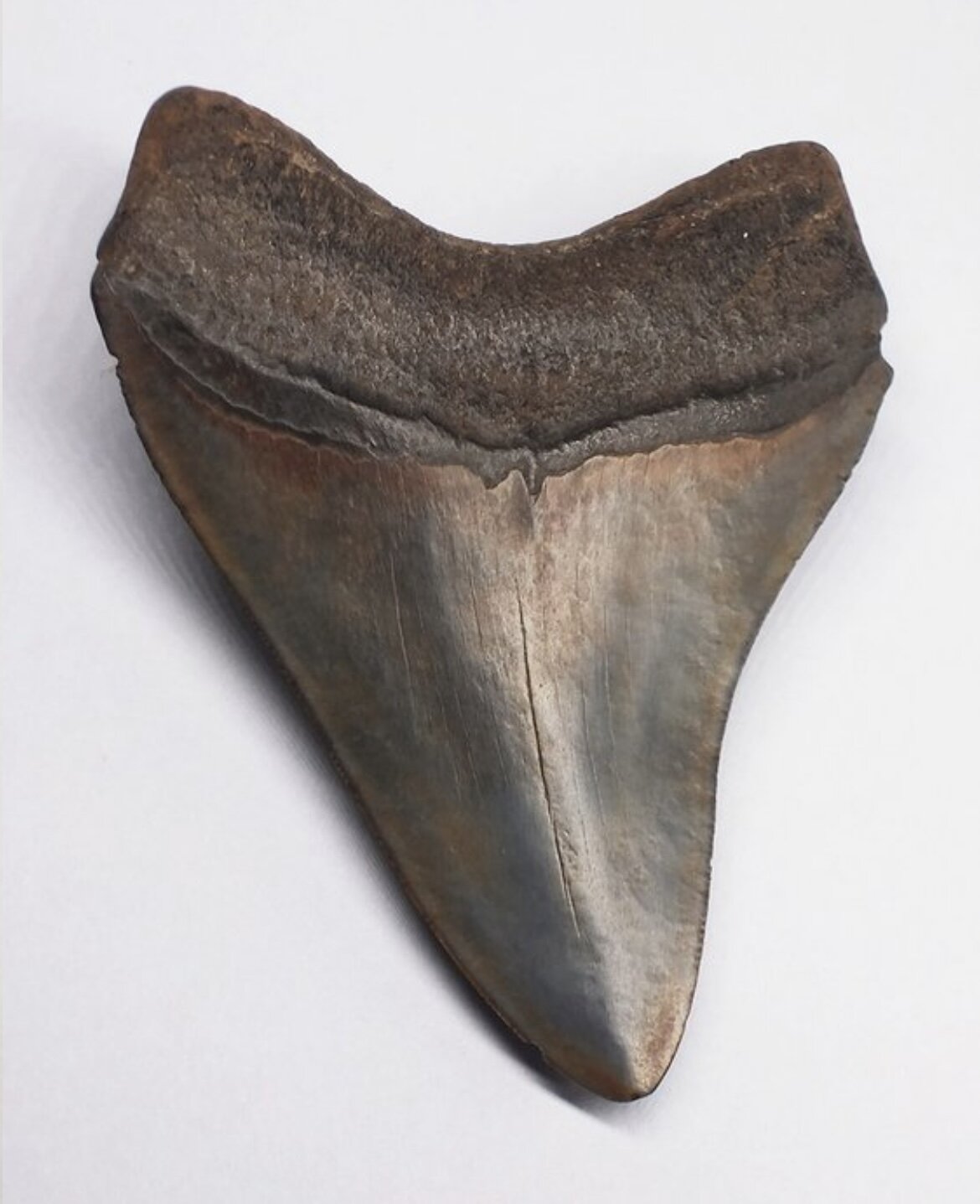 Does anyone know why my meg tooth is spotted? - Is It Real? How to ...