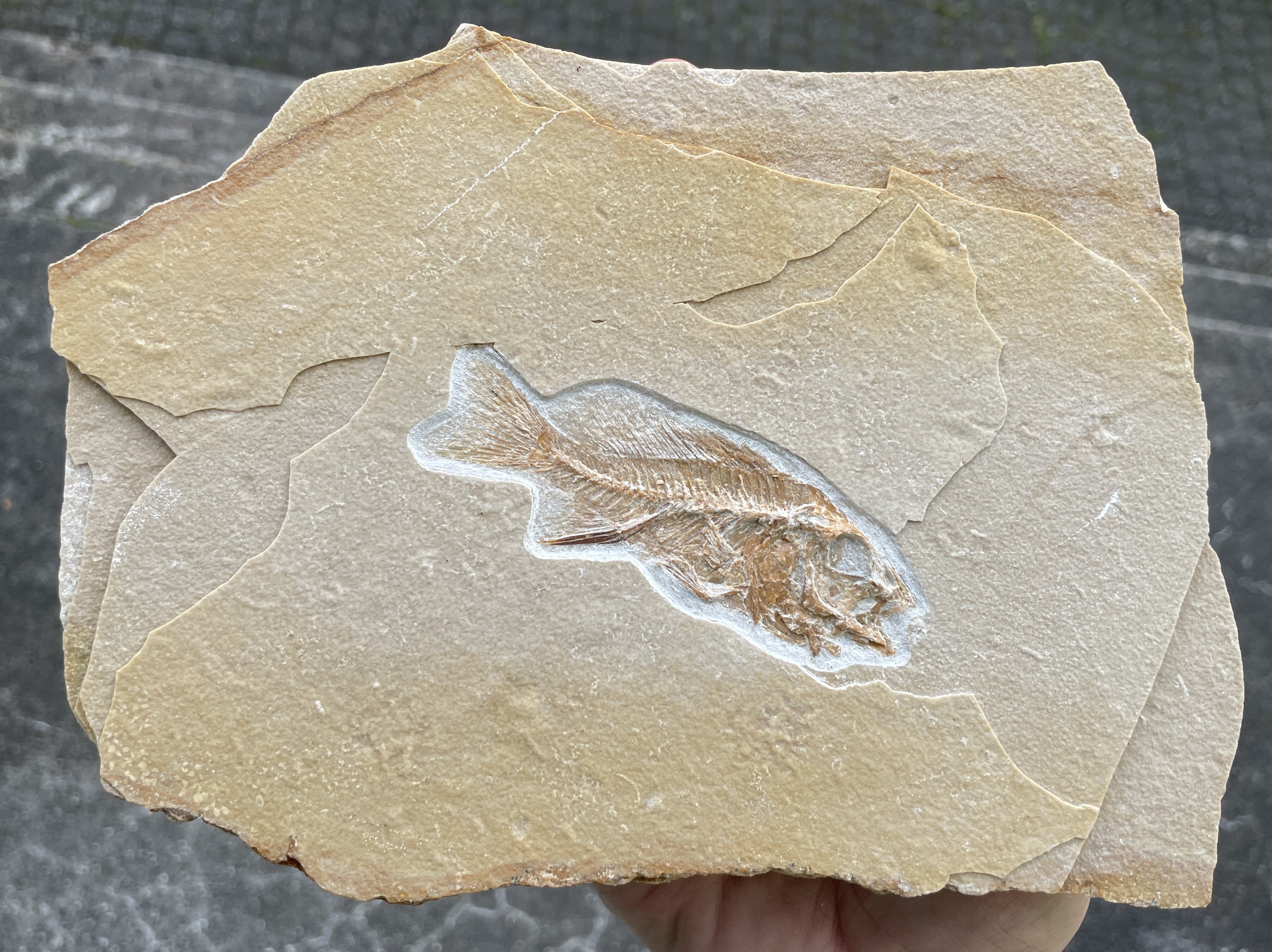 A nice percoid fish from Northern Africa, but... - Fossil ID - The ...
