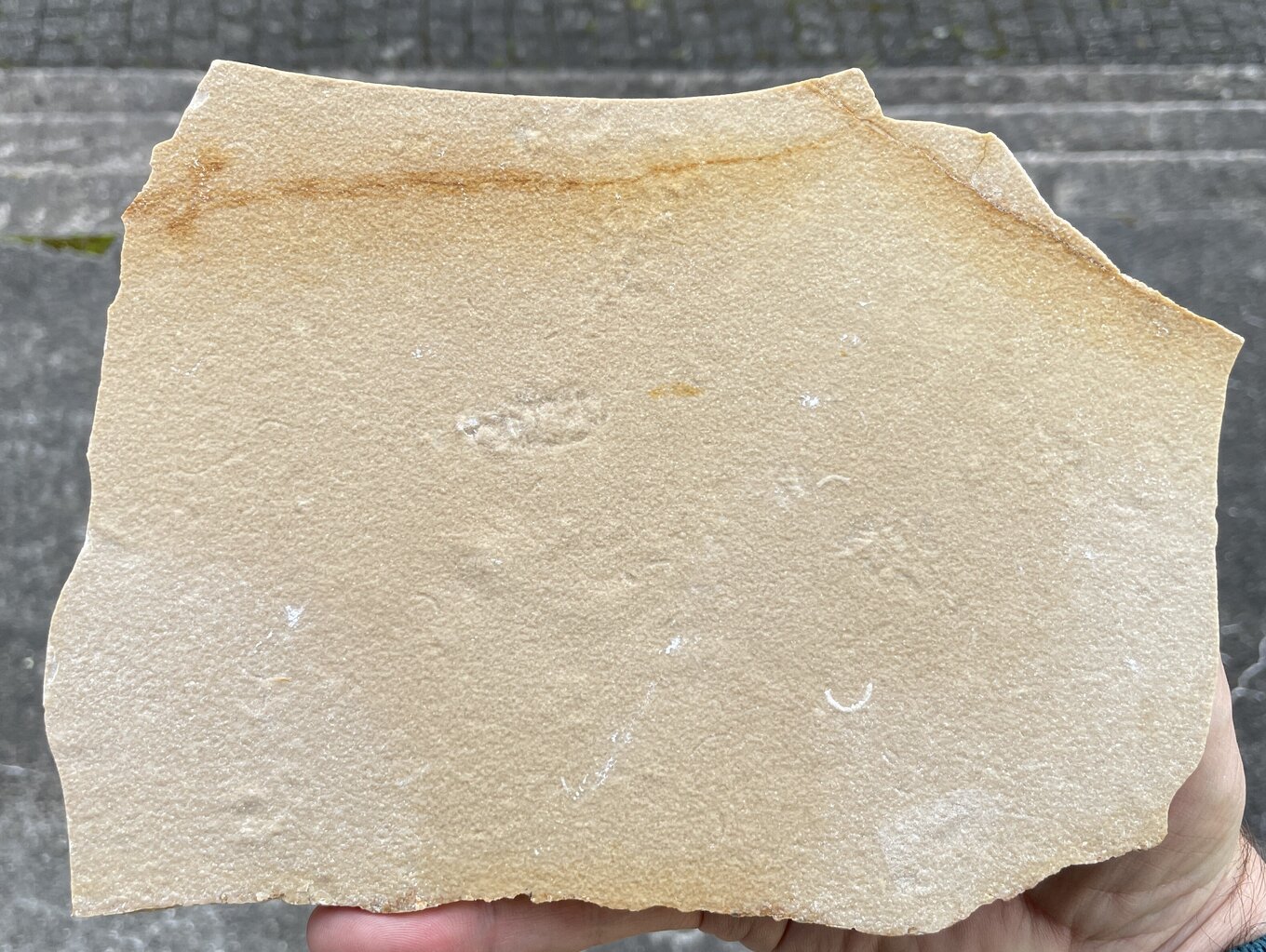A nice percoid fish from Northern Africa, but... - Fossil ID - The ...