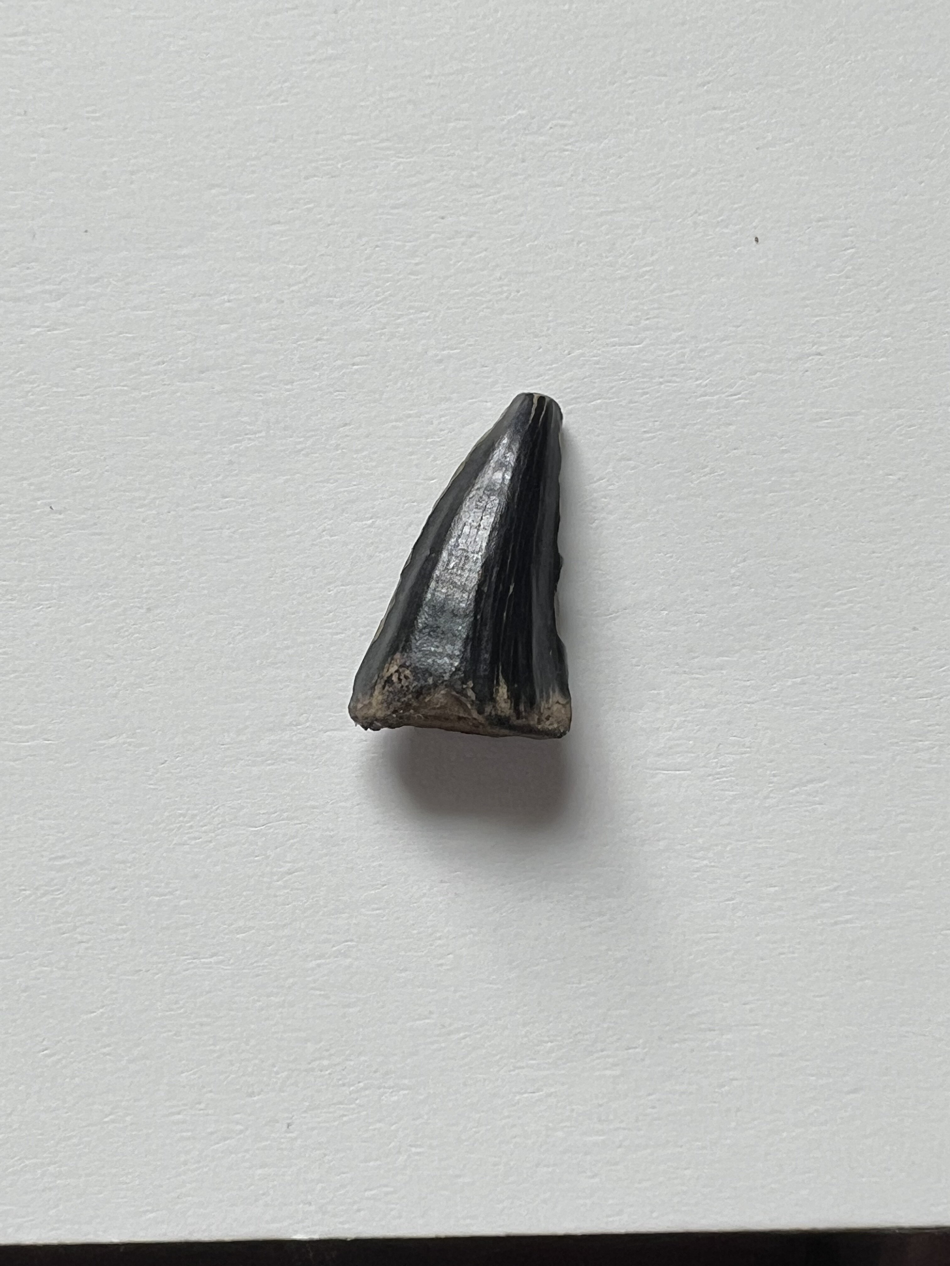 Cretaceous fossils New Jersey - Fossil ID - The Fossil Forum