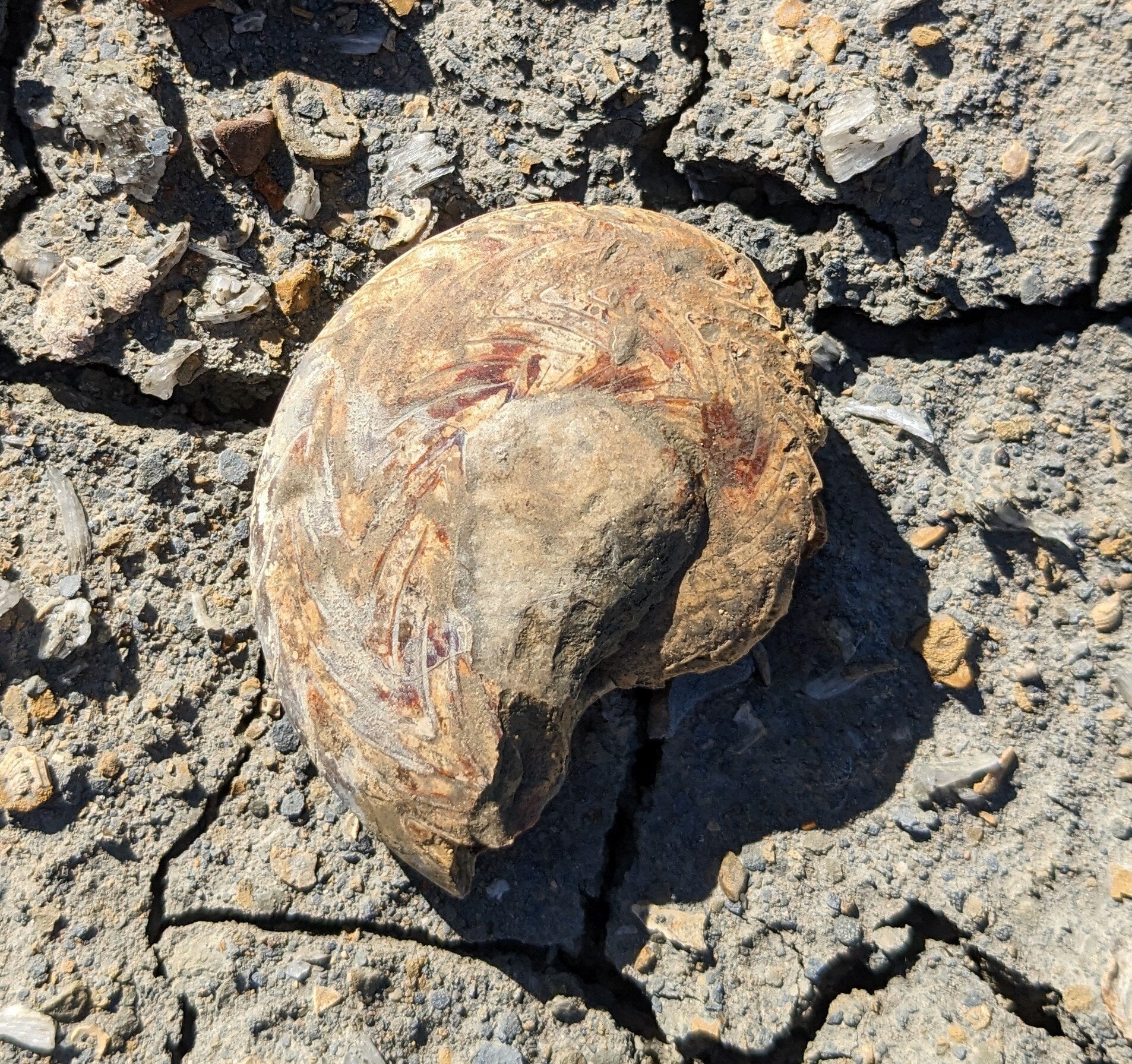 Lake Jacksboro TX PSoA Field Trip - Fossil Hunting Trips - The Fossil Forum