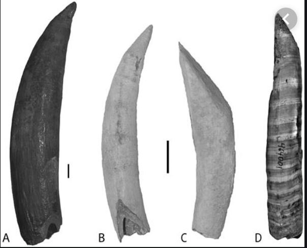 Tooth ID - Fossil ID - The Fossil Forum