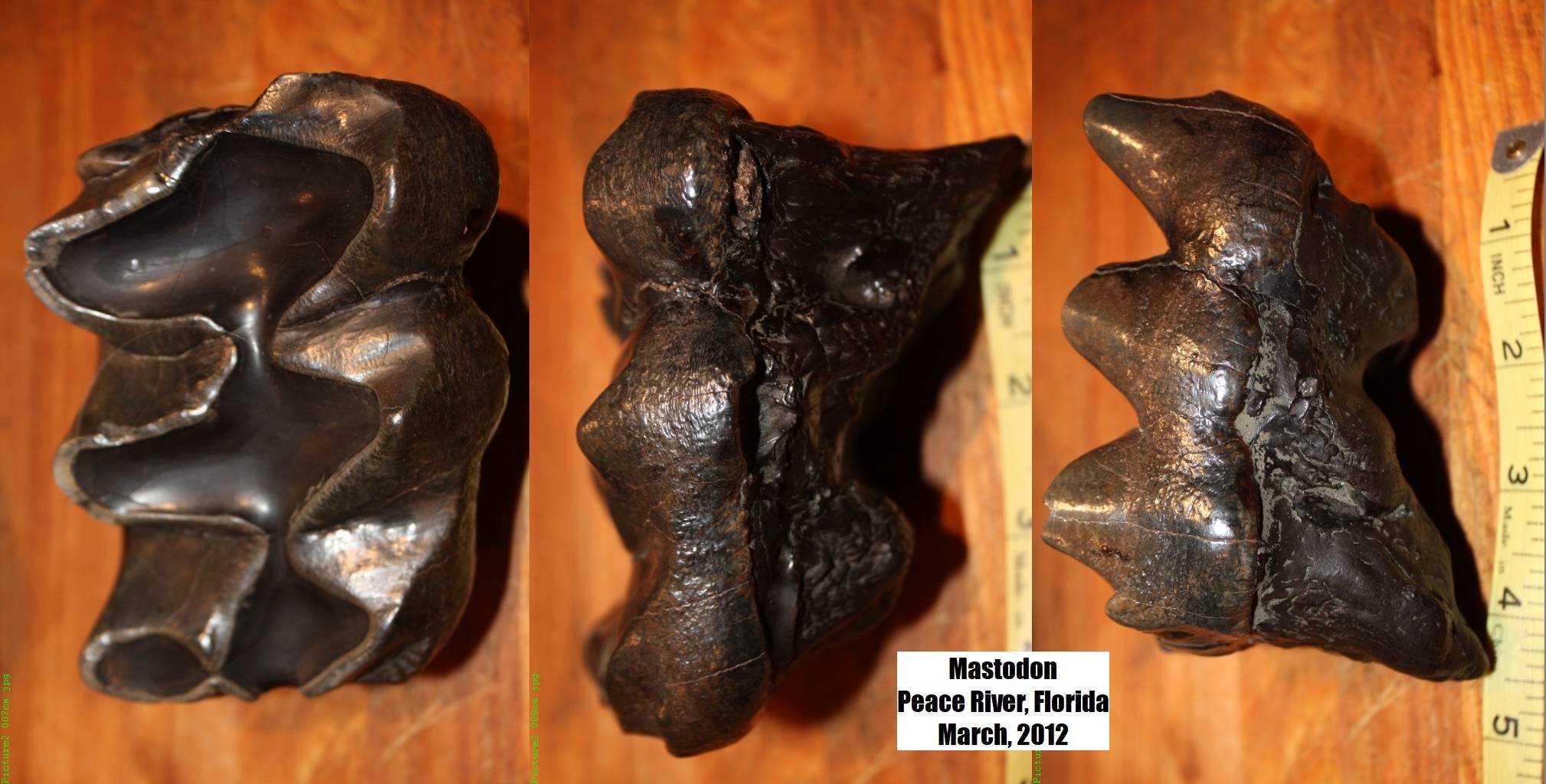 Peace River, 4/26/2024 - Fossil Hunting Trips - The Fossil Forum