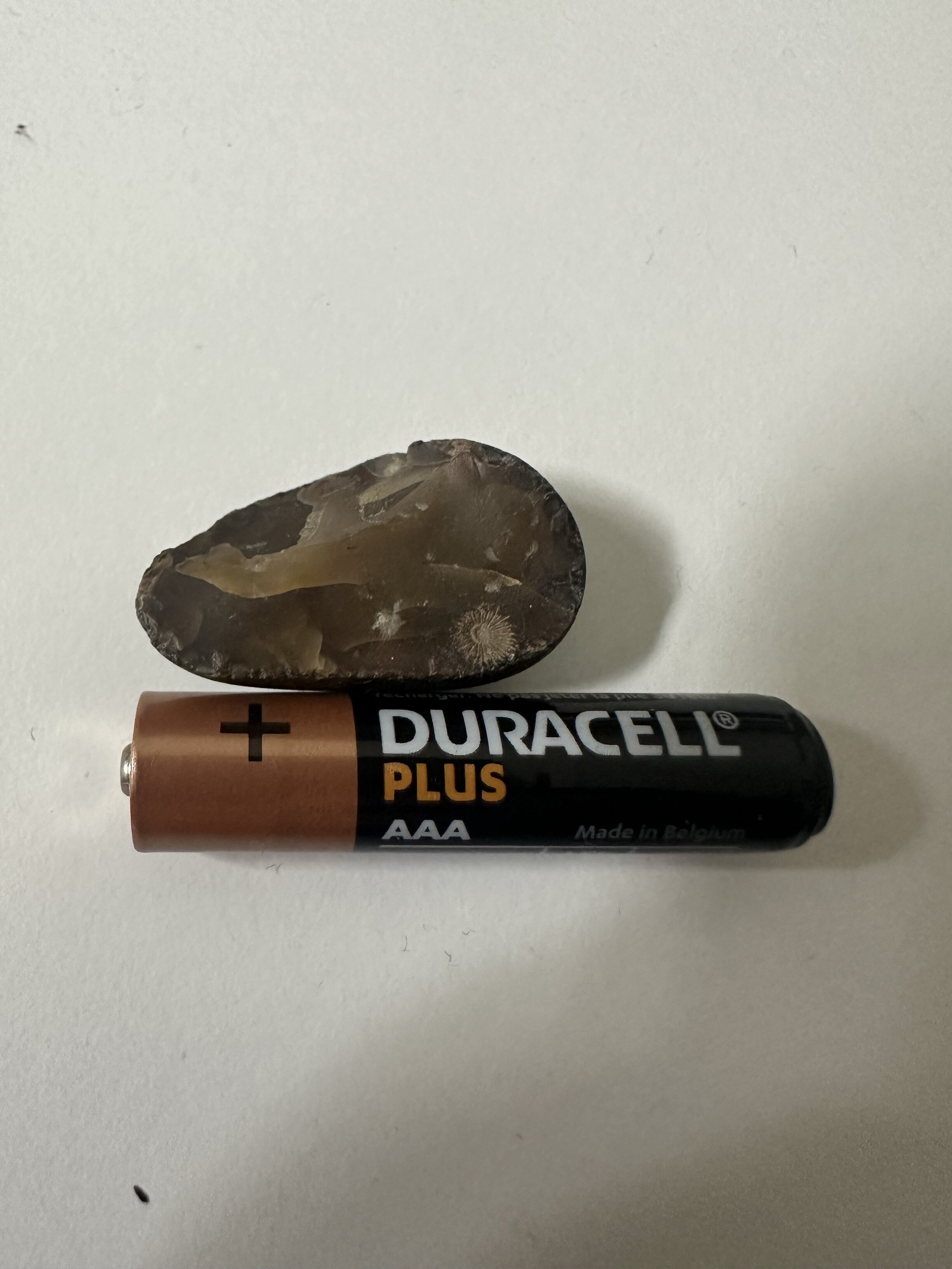 Looking for ID for Fossil Found on River Thames - Fossil ID - The ...