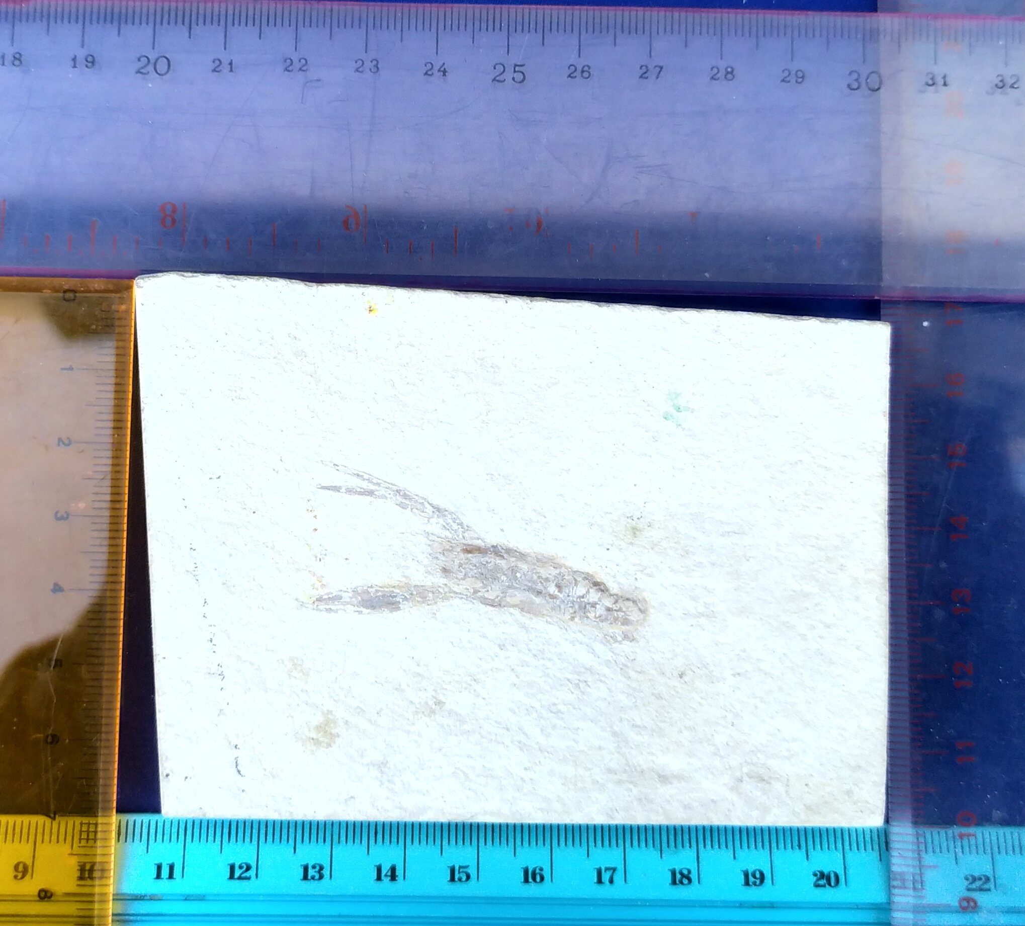 Crayfish or Pseudostacus hakelinsis? - Fossil ID - The Fossil Forum