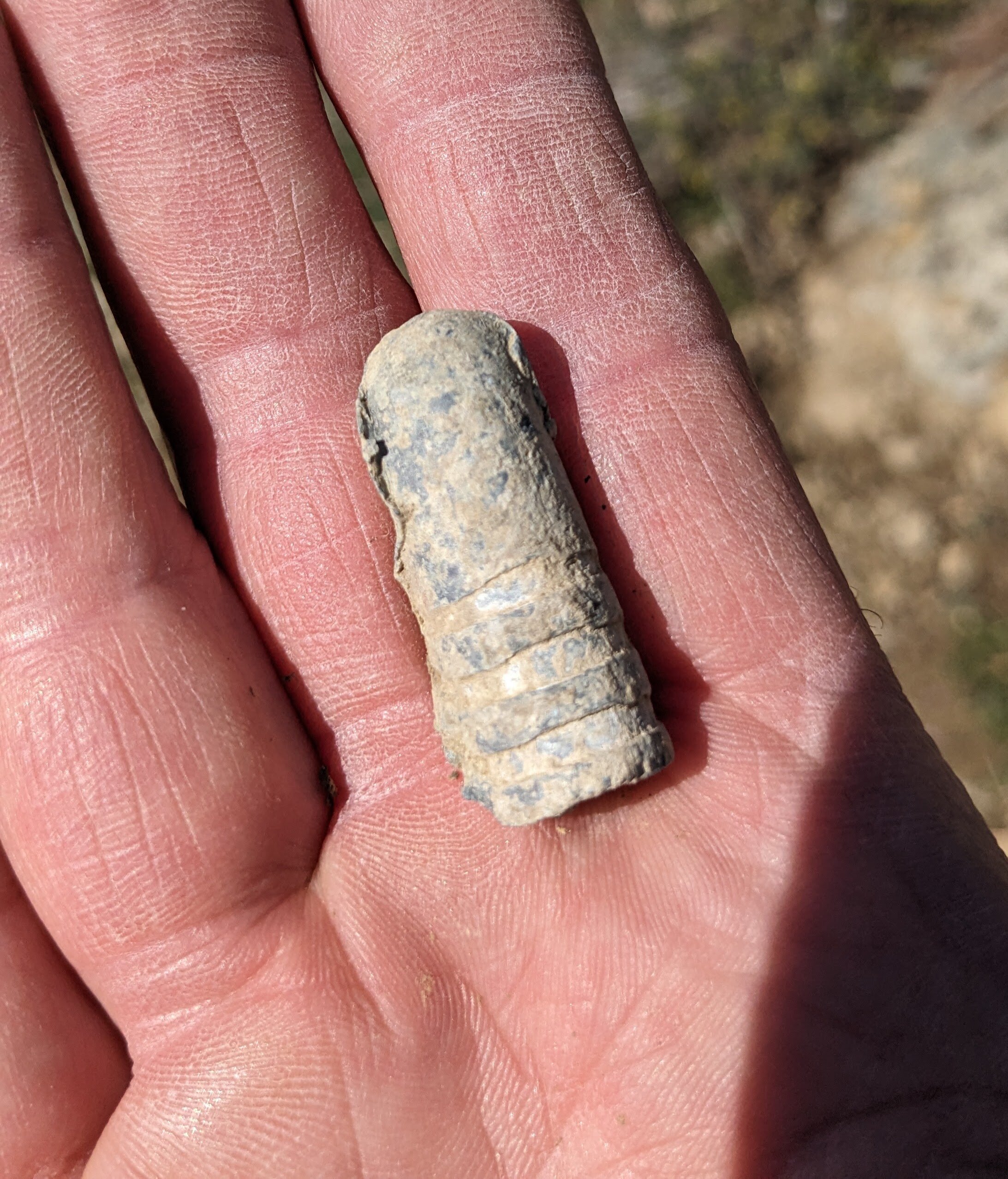 Urban Fossil Hunt above the Salt Lake Valley - Fossil Hunting Trips ...