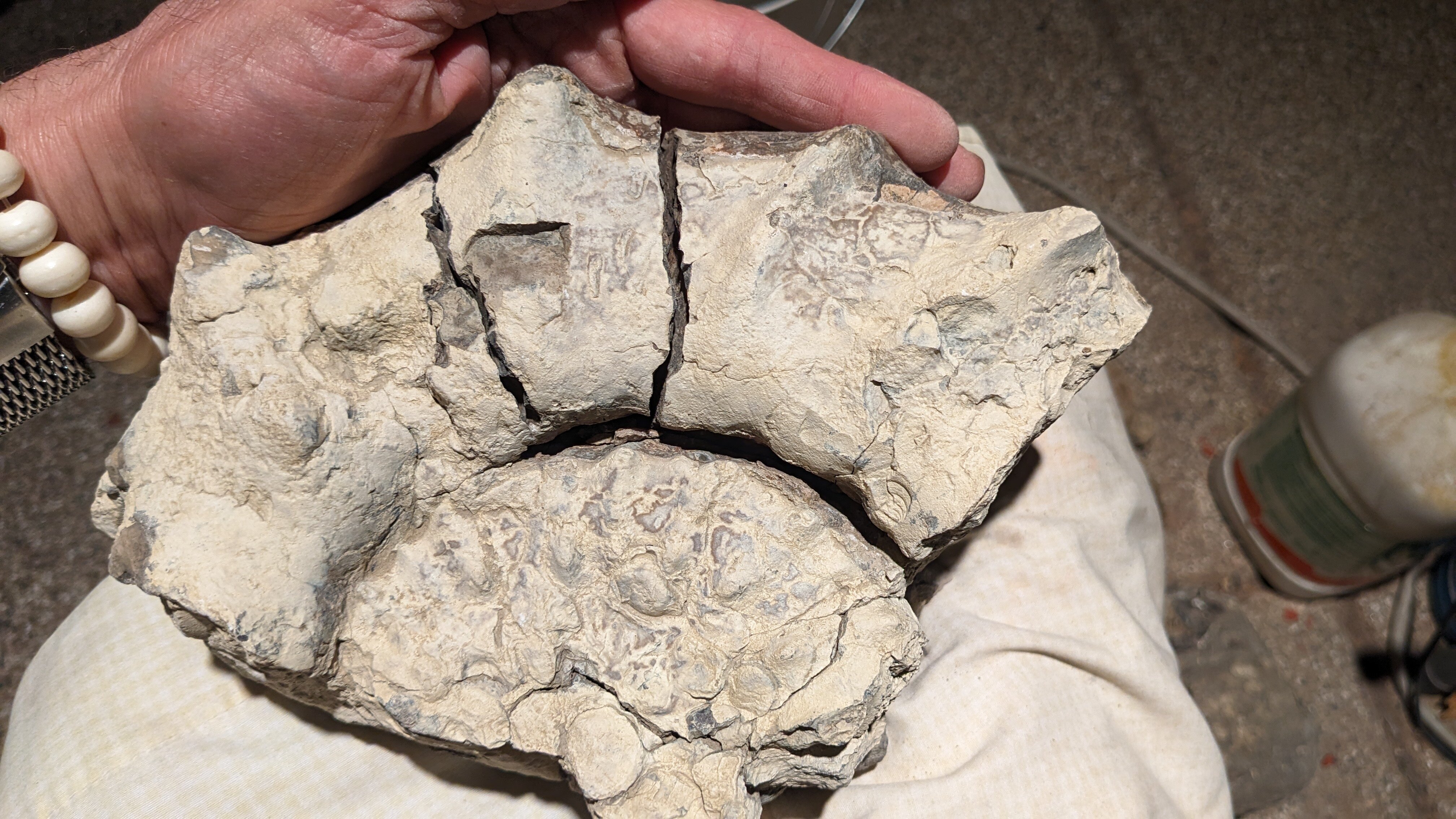 Continuation of the previous trip...Two Day Fossil Trip plus a museum ...