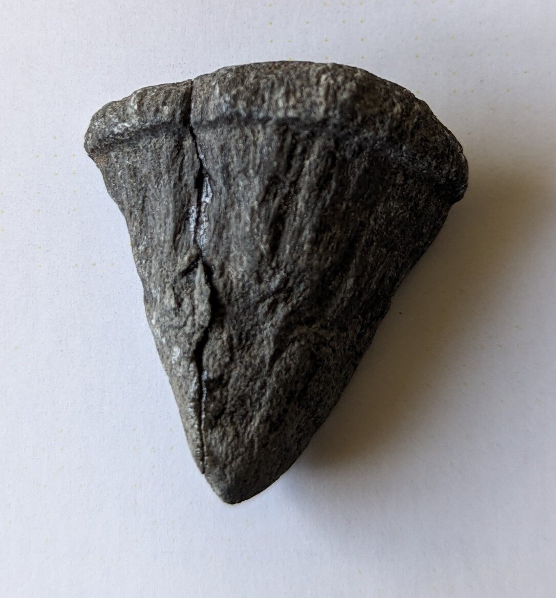 Is this a tooth or tooth shaped rock! - Fossil ID - The Fossil Forum