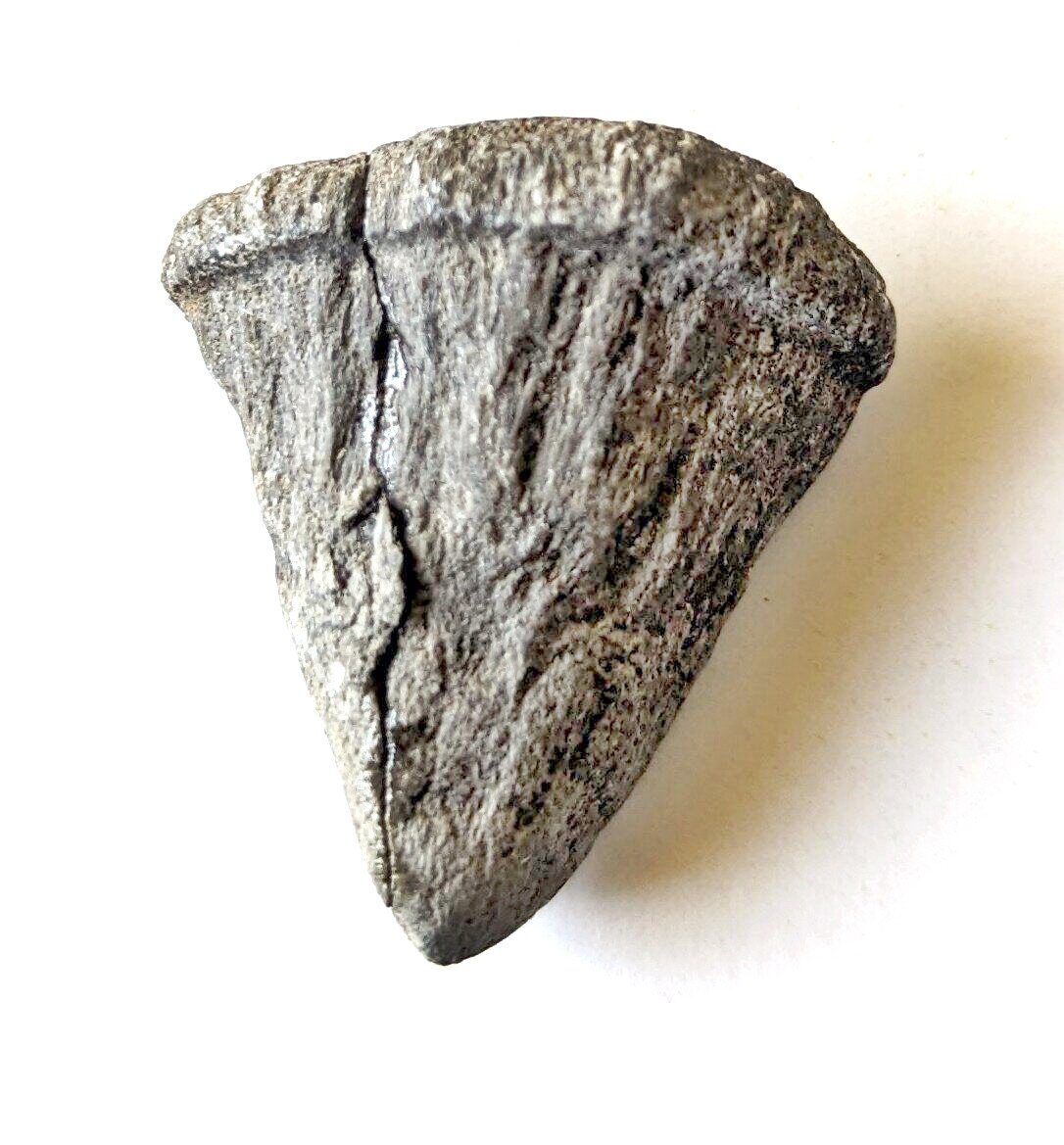 Is this a tooth or tooth shaped rock! - Fossil ID - The Fossil Forum