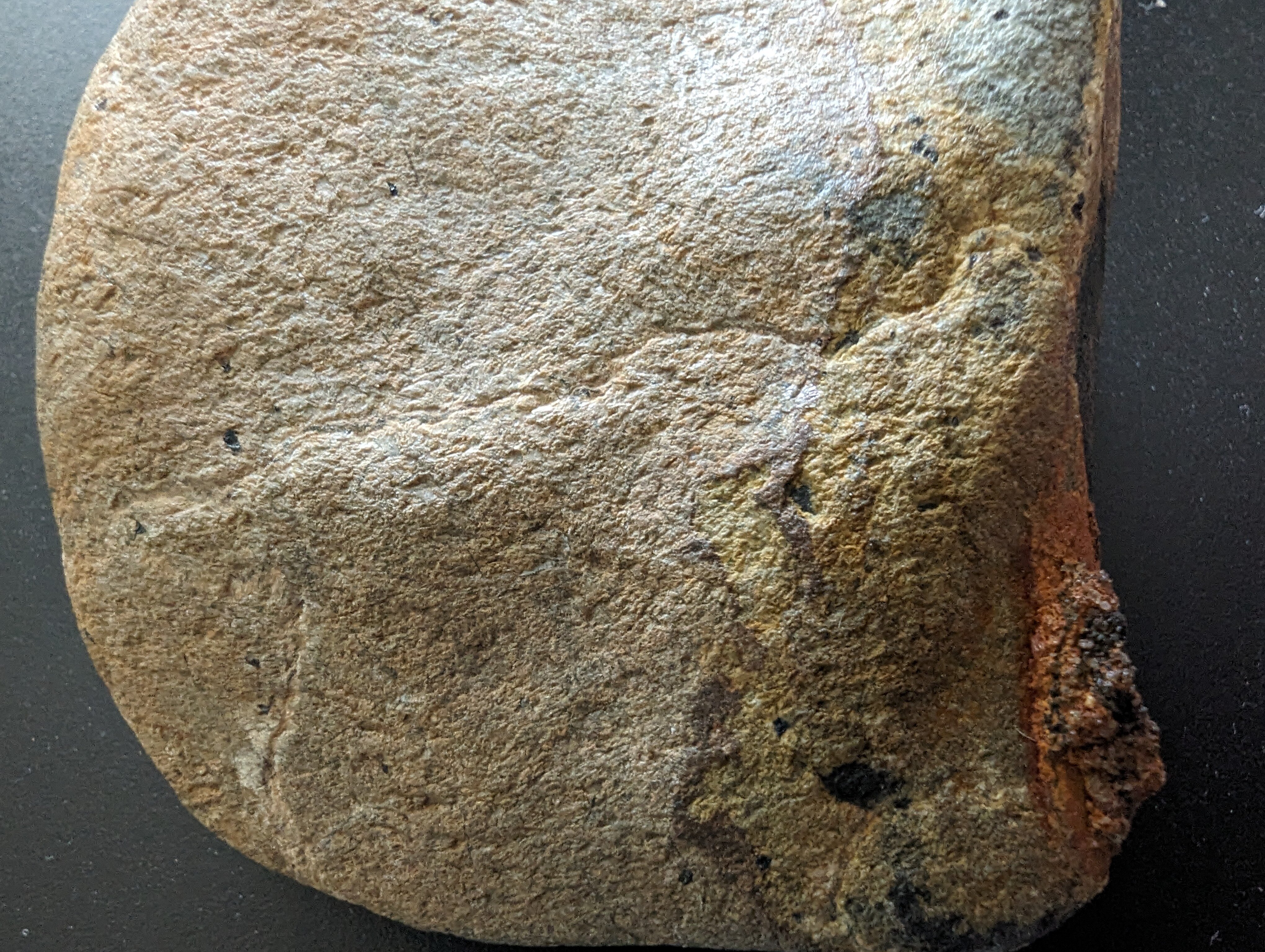 Fossile? Rock? Iron? Bone? - Fossil ID - The Fossil Forum