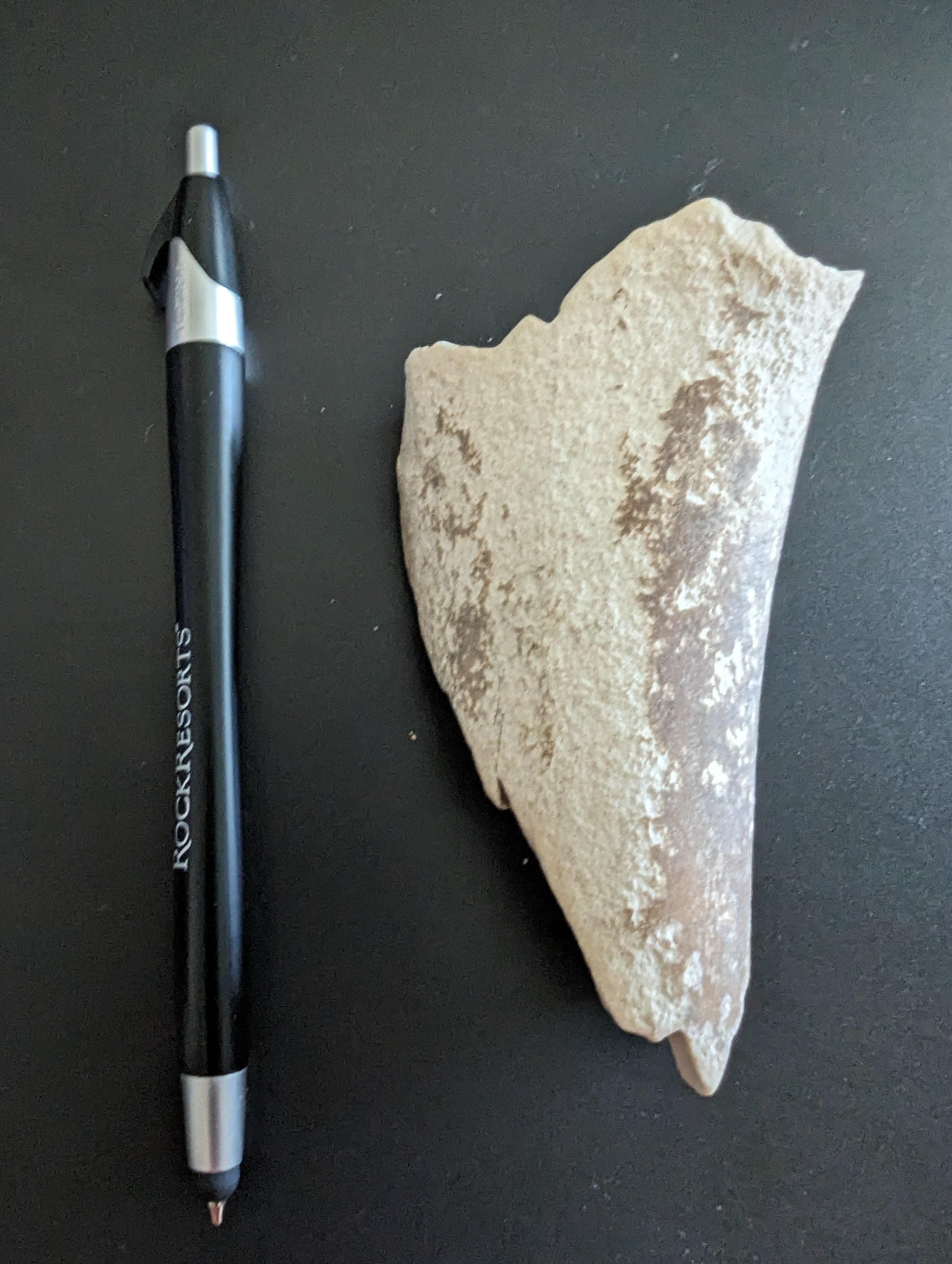 Definitely bone! Fossilized? - Fossil ID - The Fossil Forum