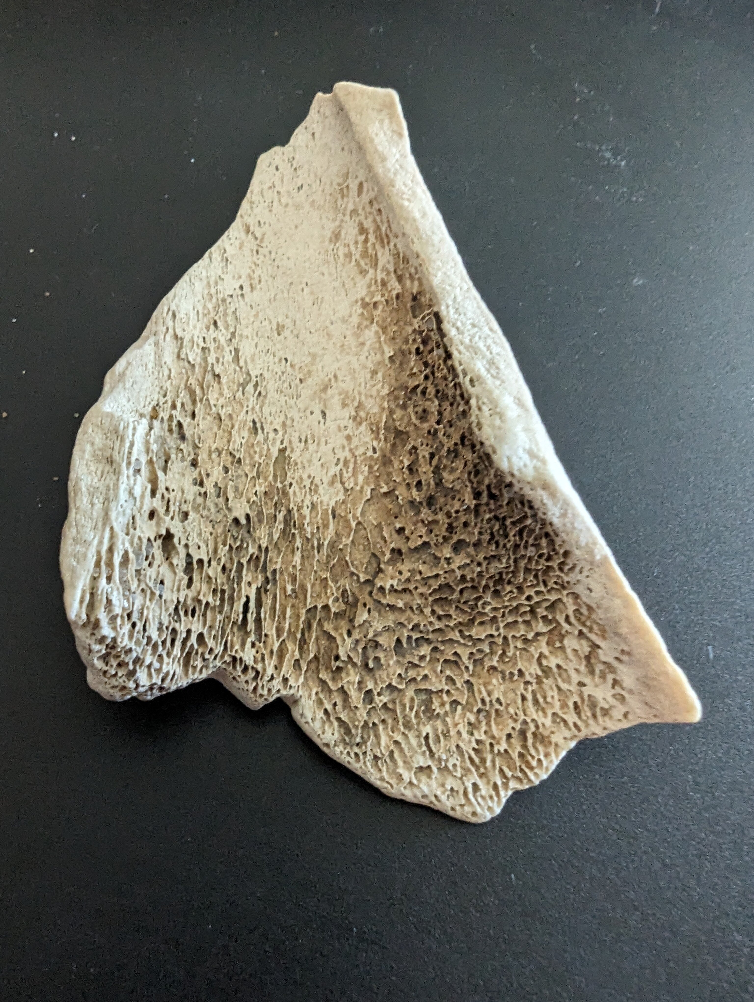 Definitely bone! Fossilized? - Fossil ID - The Fossil Forum