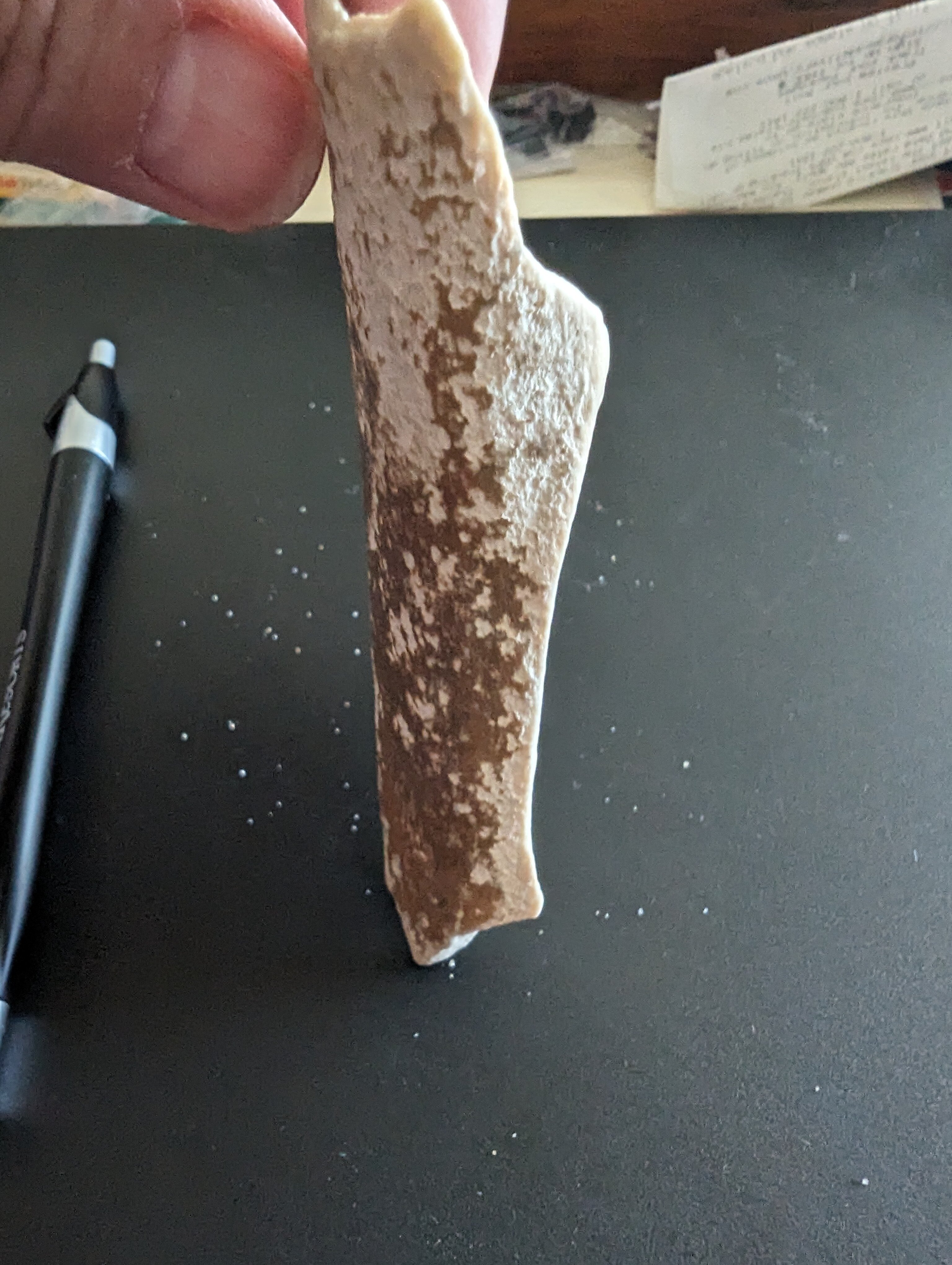 Definitely bone! Fossilized? - Fossil ID - The Fossil Forum