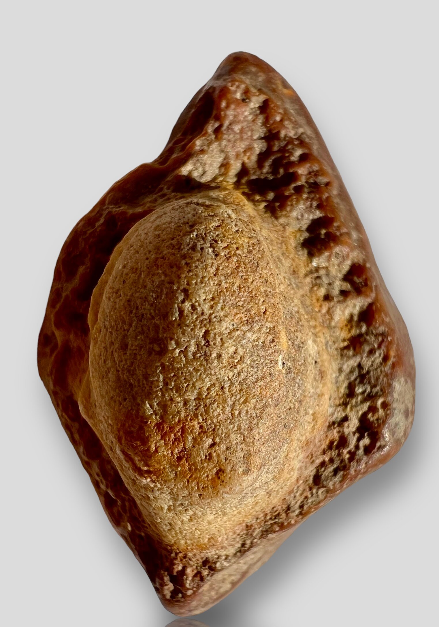 Potential seed or nut? - Fossil ID - The Fossil Forum