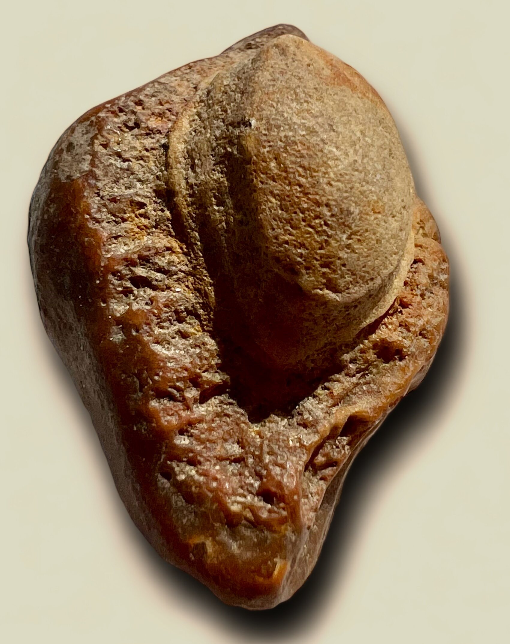 Potential seed or nut? - Fossil ID - The Fossil Forum
