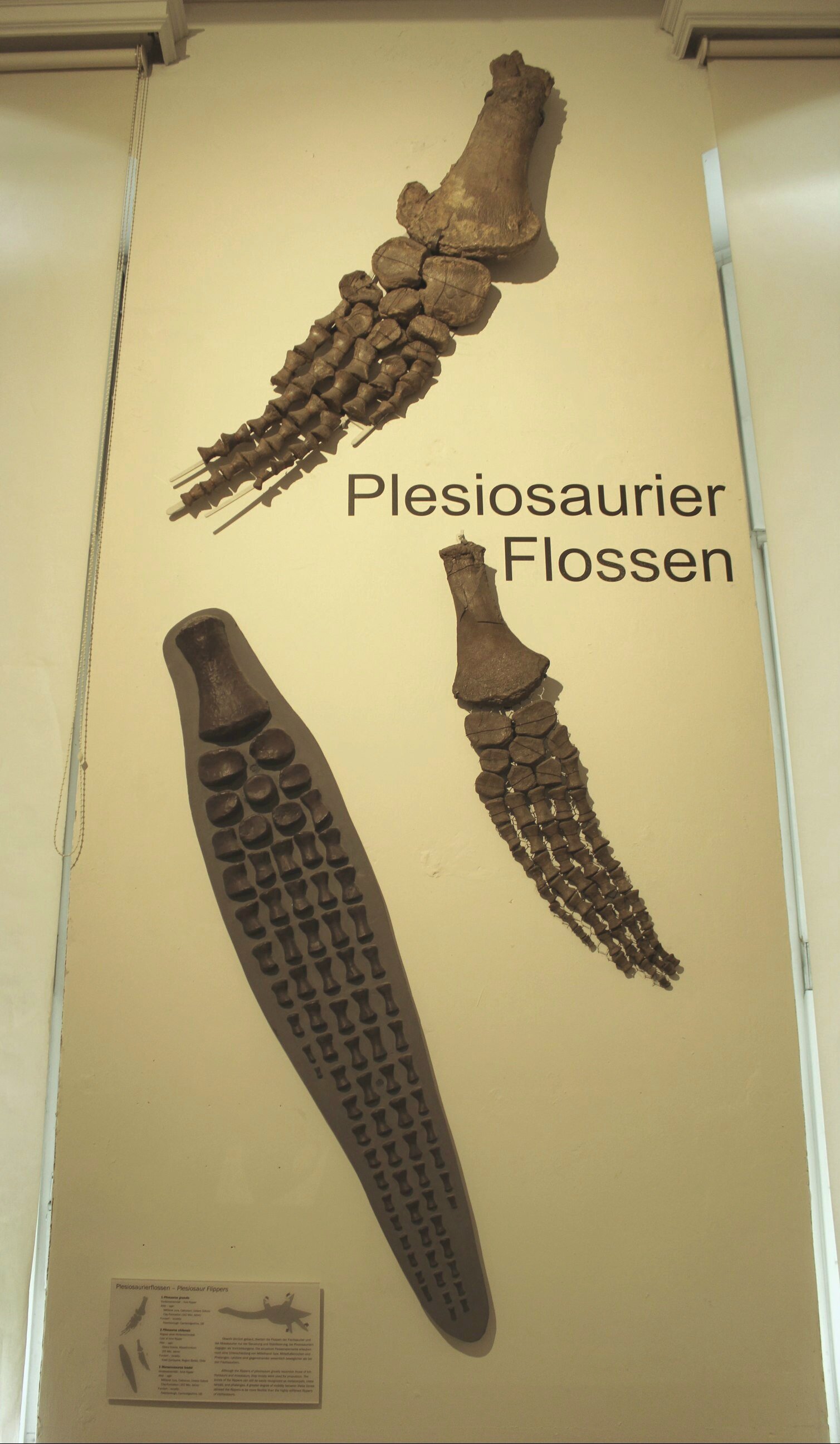 Yet another mystery bone from the boulonnais (France) - Fossil ID - The ...