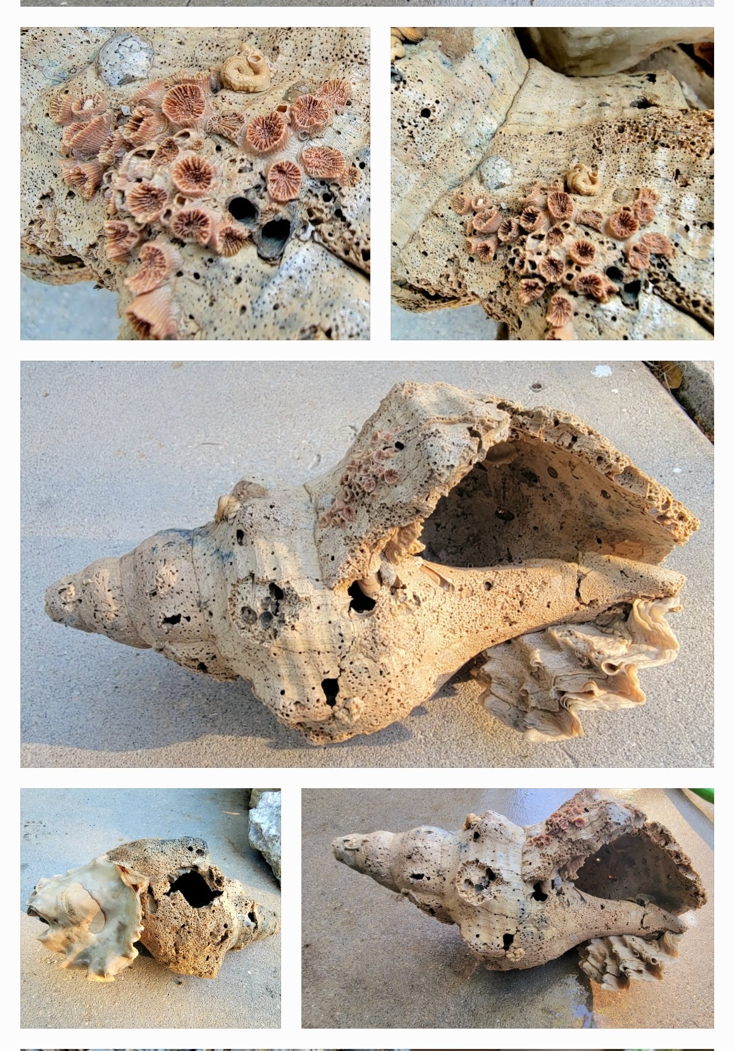 Pile of Gold! Fossil shells & more that is! One shiny piece started my ...