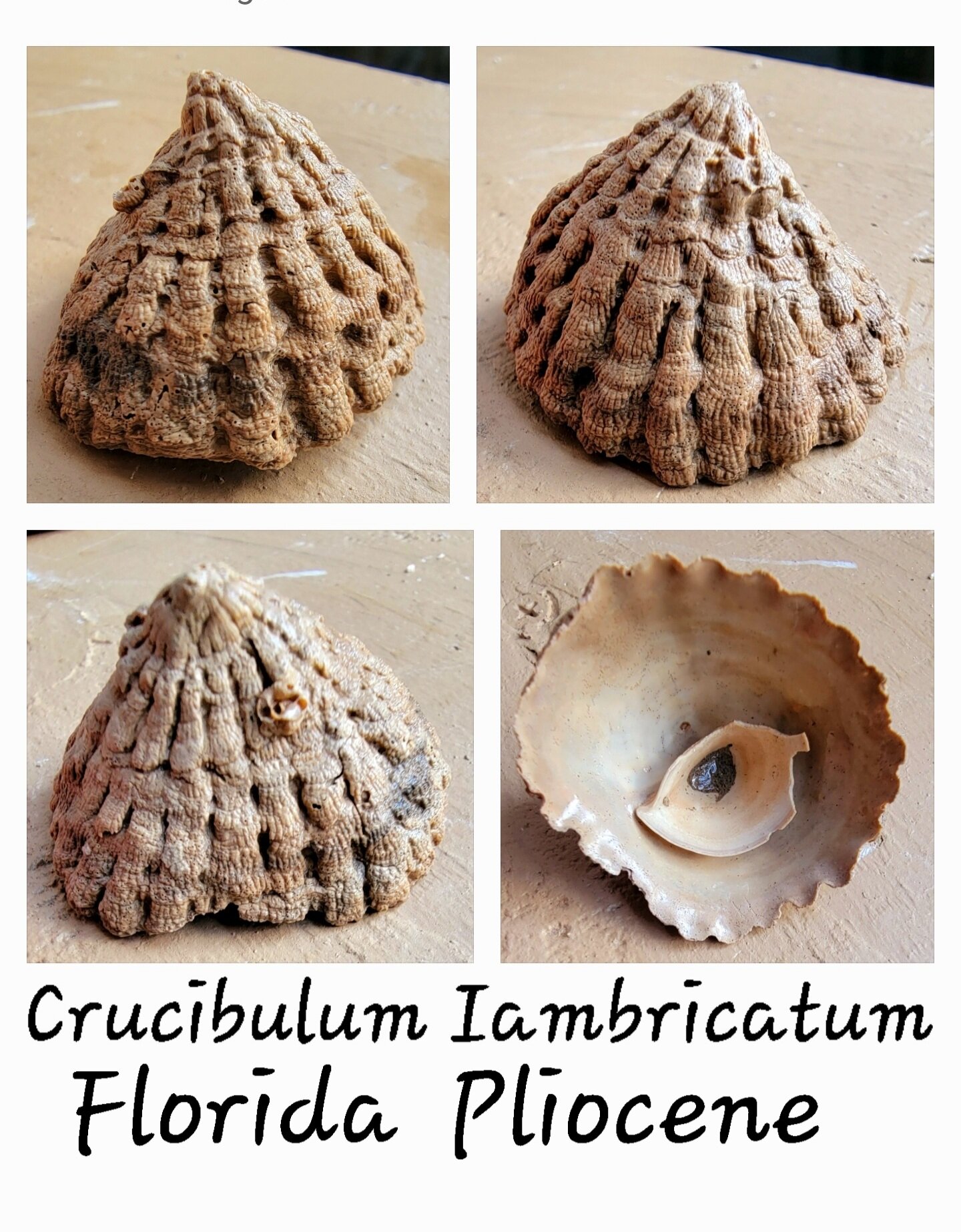 Pile of Gold! Fossil shells & more that is! One shiny piece started my ...