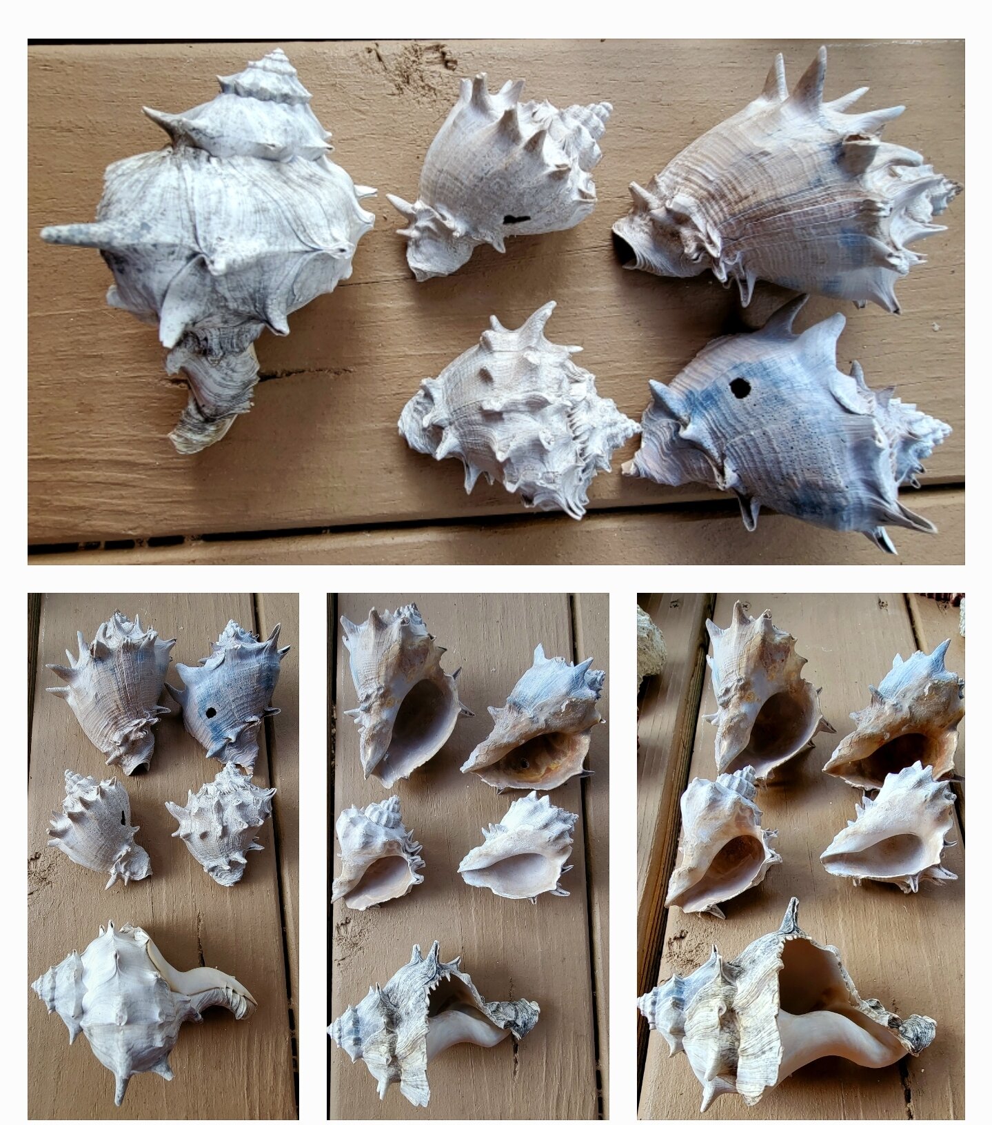 Pile of Gold! Fossil shells & more that is! One shiny piece started my ...