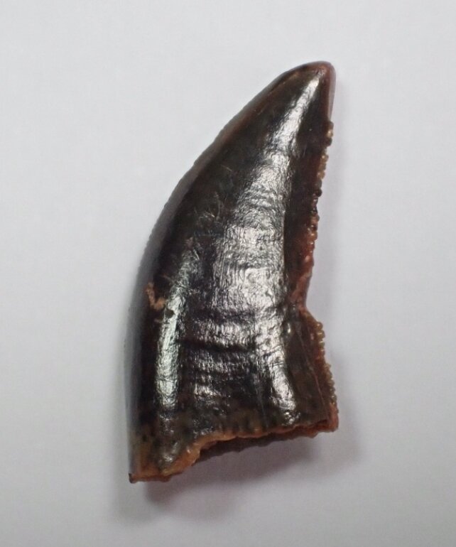 Moroccan "Dromeosaur" tooth ? - Fossil ID - The Fossil Forum