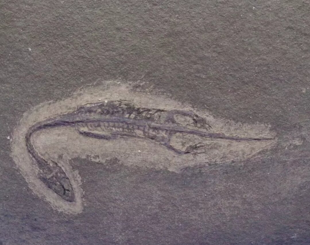 Real and bad preserved, or carved and paint Keichousaurus ? - Is It ...