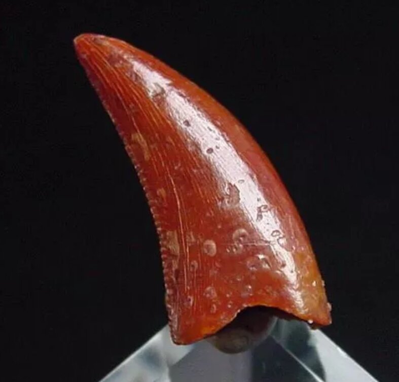 Possible Dromeosaur tooth from morocco - Fossil ID - The Fossil Forum