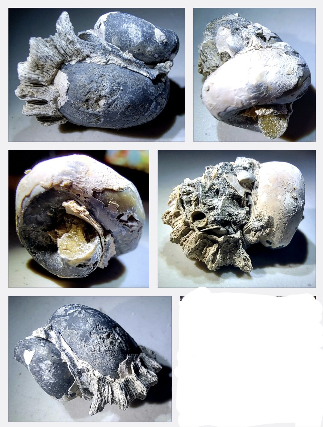 Pile of Gold! Fossil shells & more that is! One shiny piece started my ...