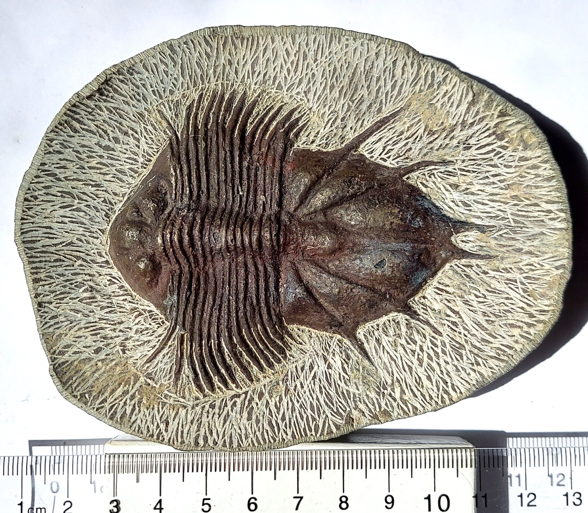 Devonian Trilobites (Acanthopyge, Asteropyginae, Crotalocephalina ...