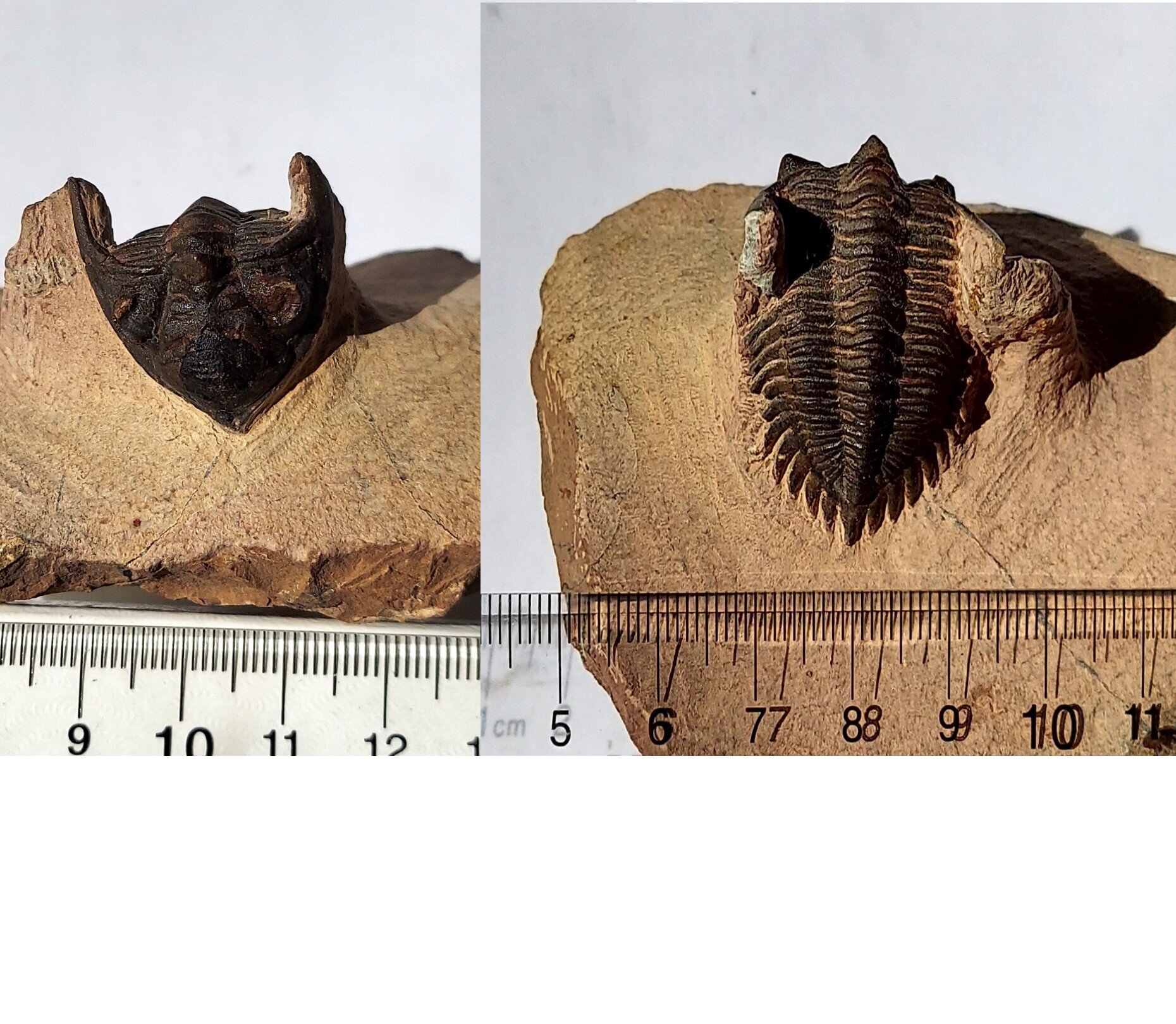 Devonian Trilobites (Acanthopyge, Asteropyginae, Crotalocephalina ...