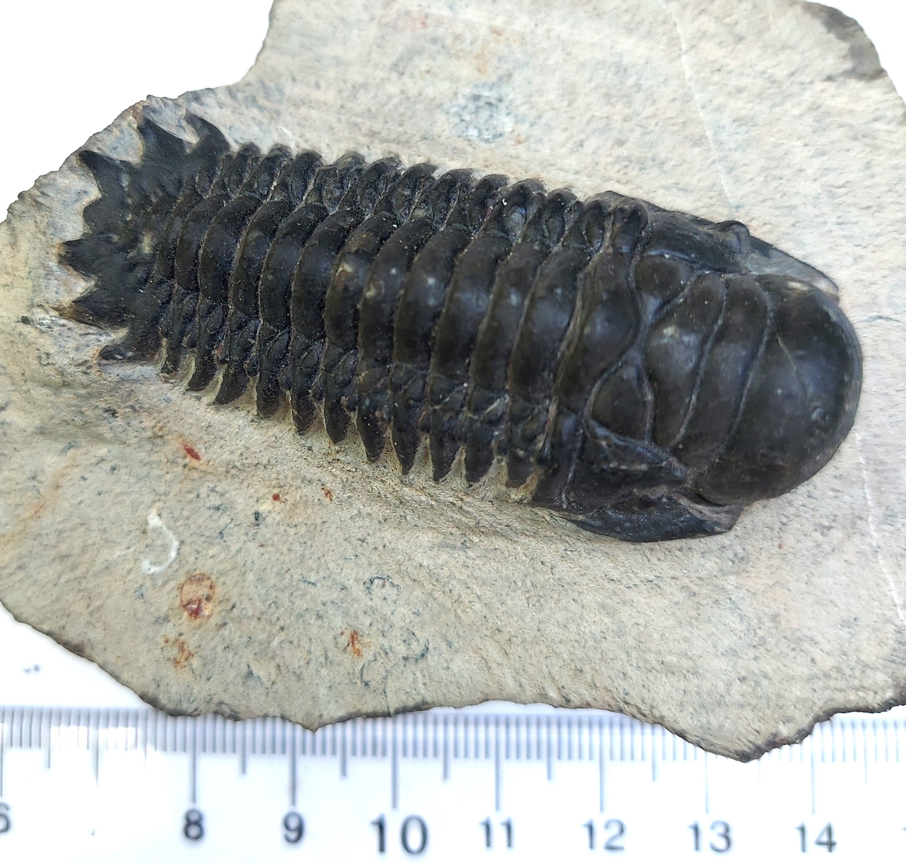 Devonian Trilobites (Acanthopyge, Asteropyginae, Crotalocephalina ...