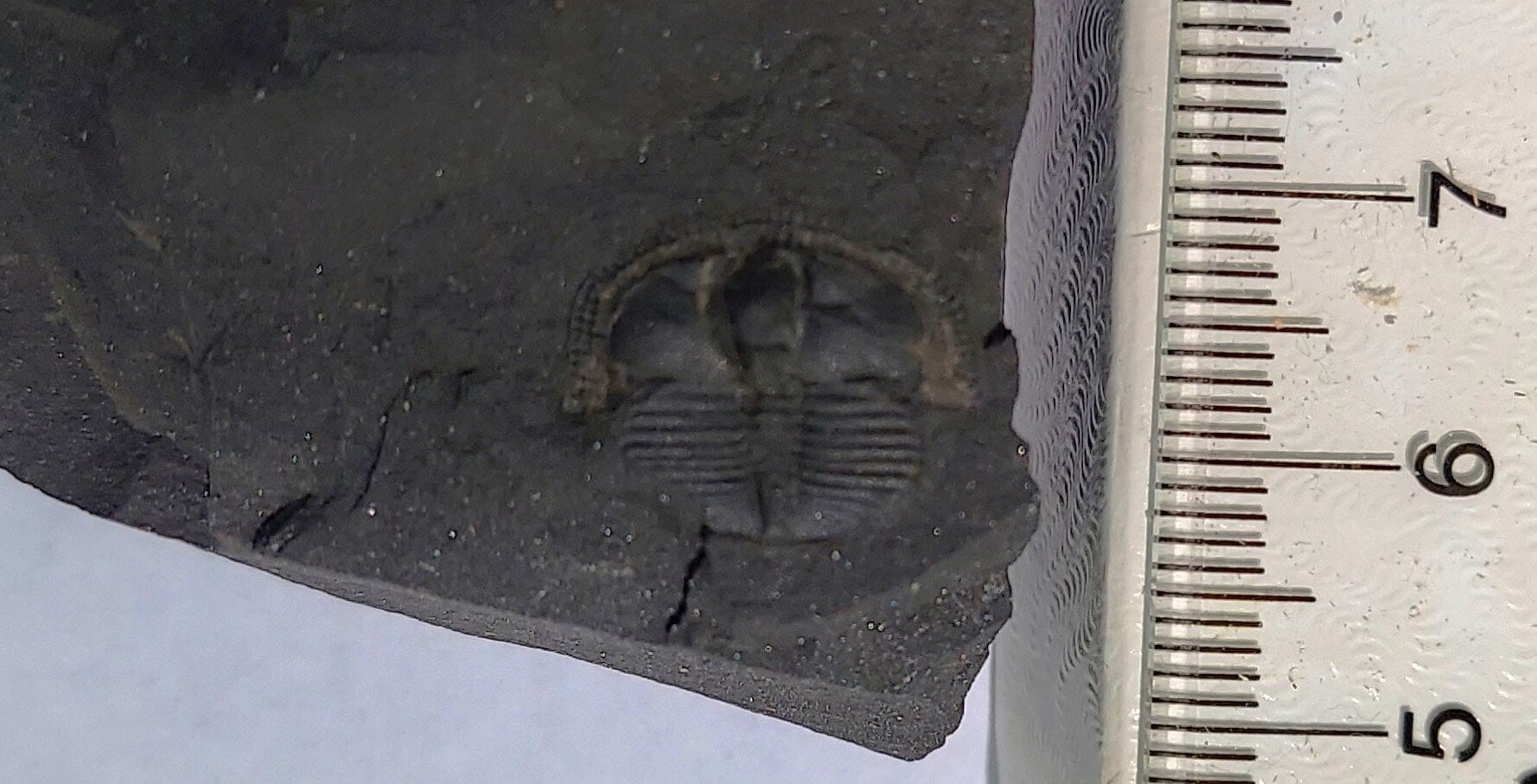 Ordovician Trilobites: Flexicalymene meeki, Flexicalymene retrorsa ...