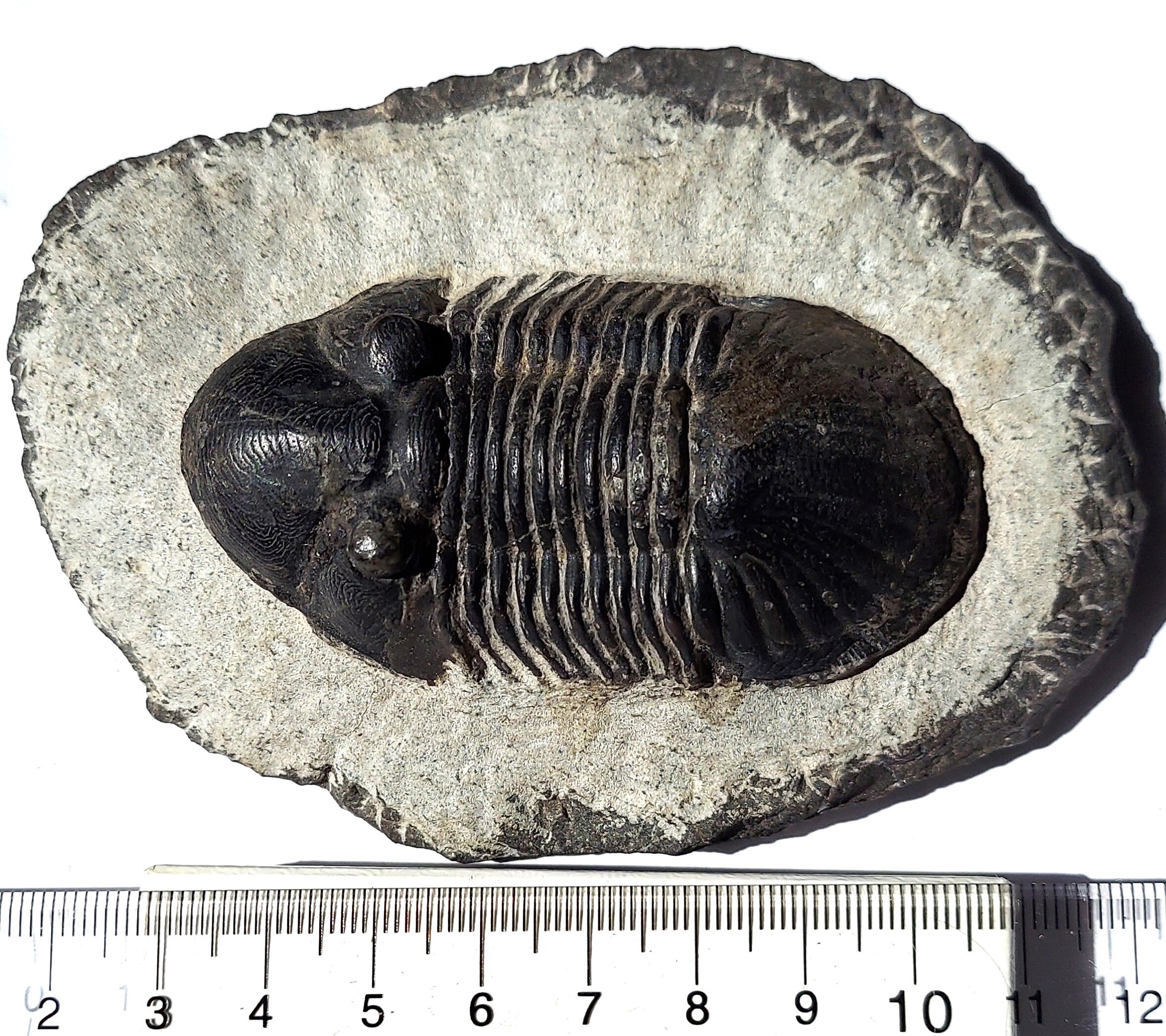 Devonian Trilobites (Acanthopyge, Asteropyginae, Crotalocephalina ...