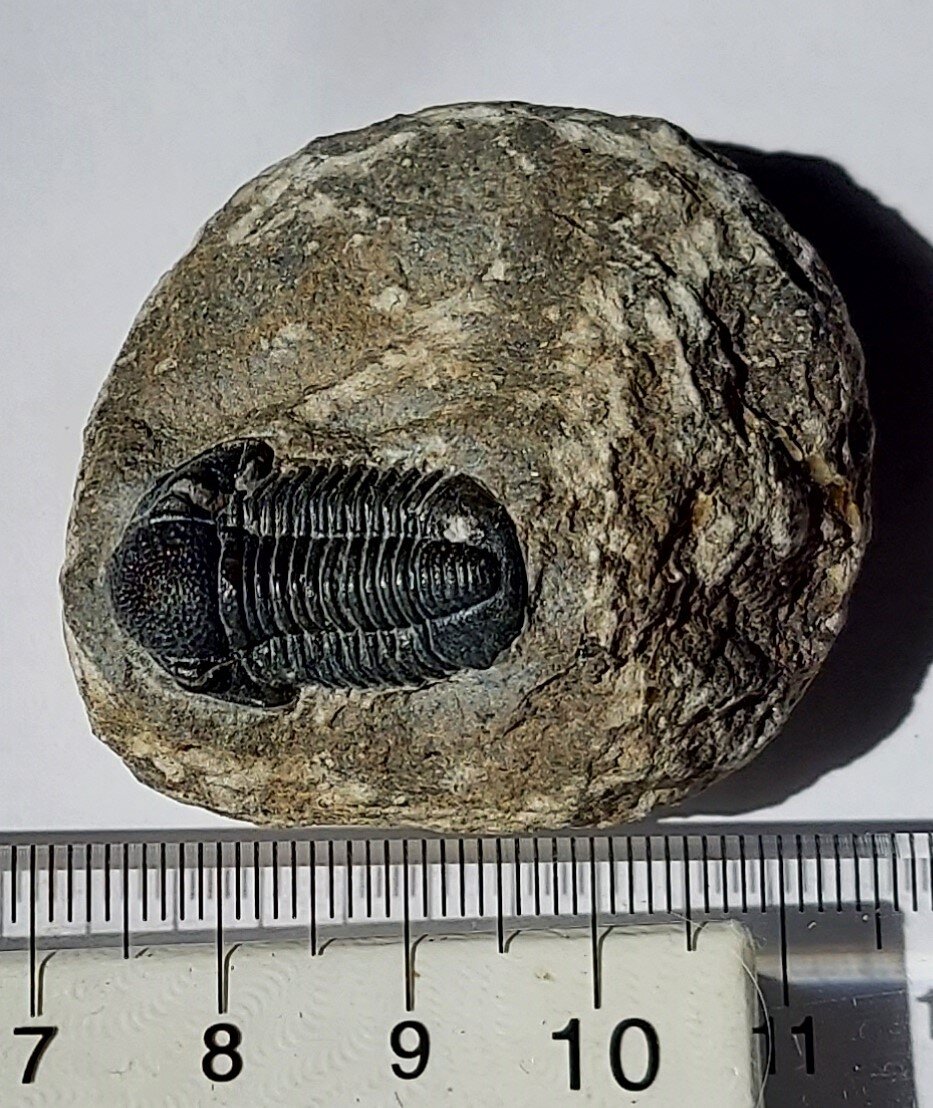 Devonian Trilobites (Acanthopyge, Asteropyginae, Crotalocephalina ...