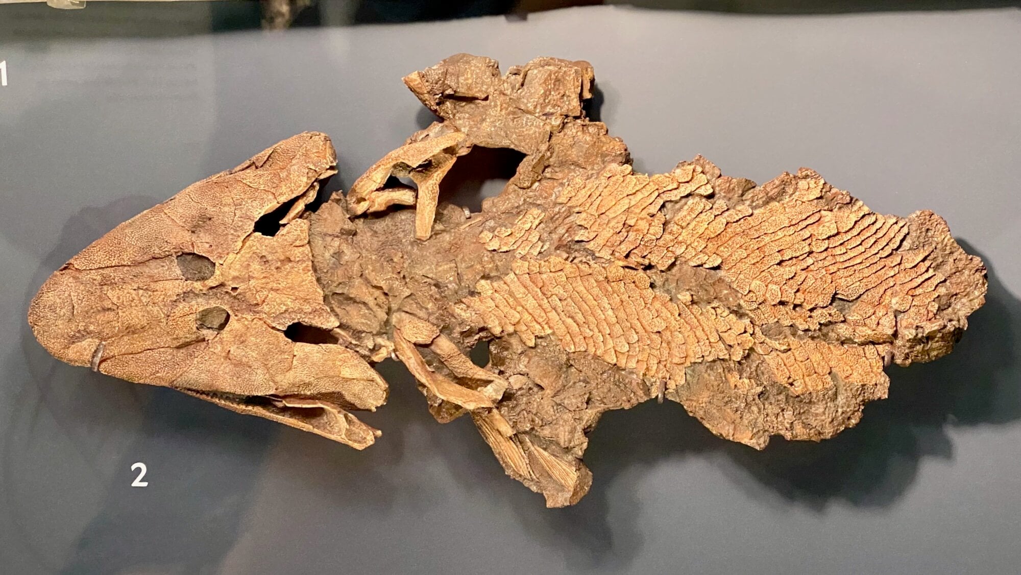 Yale Peabody Museum - A Trip to the Museum - The Fossil Forum
