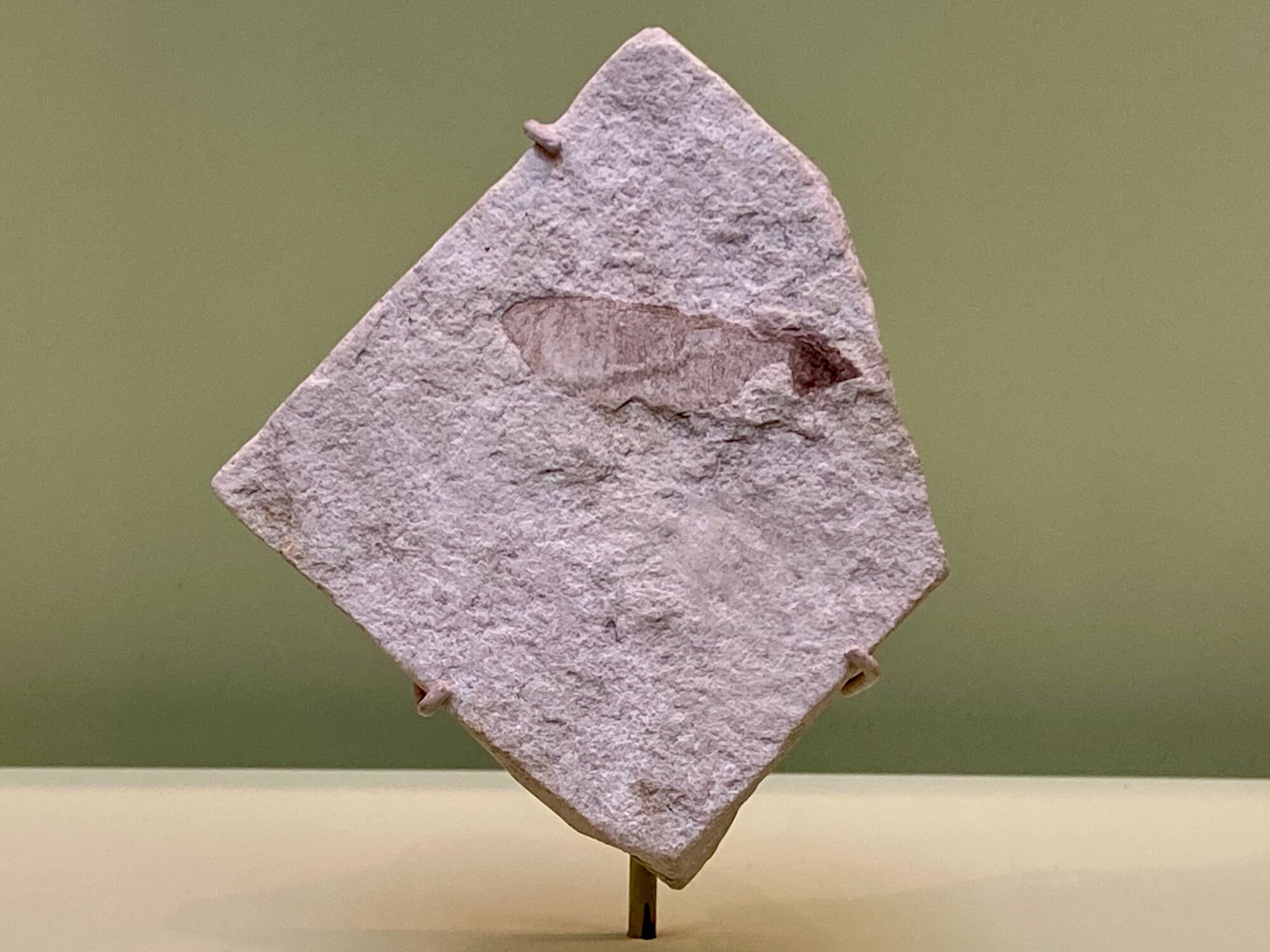 Yale Peabody Museum - A Trip to the Museum - The Fossil Forum