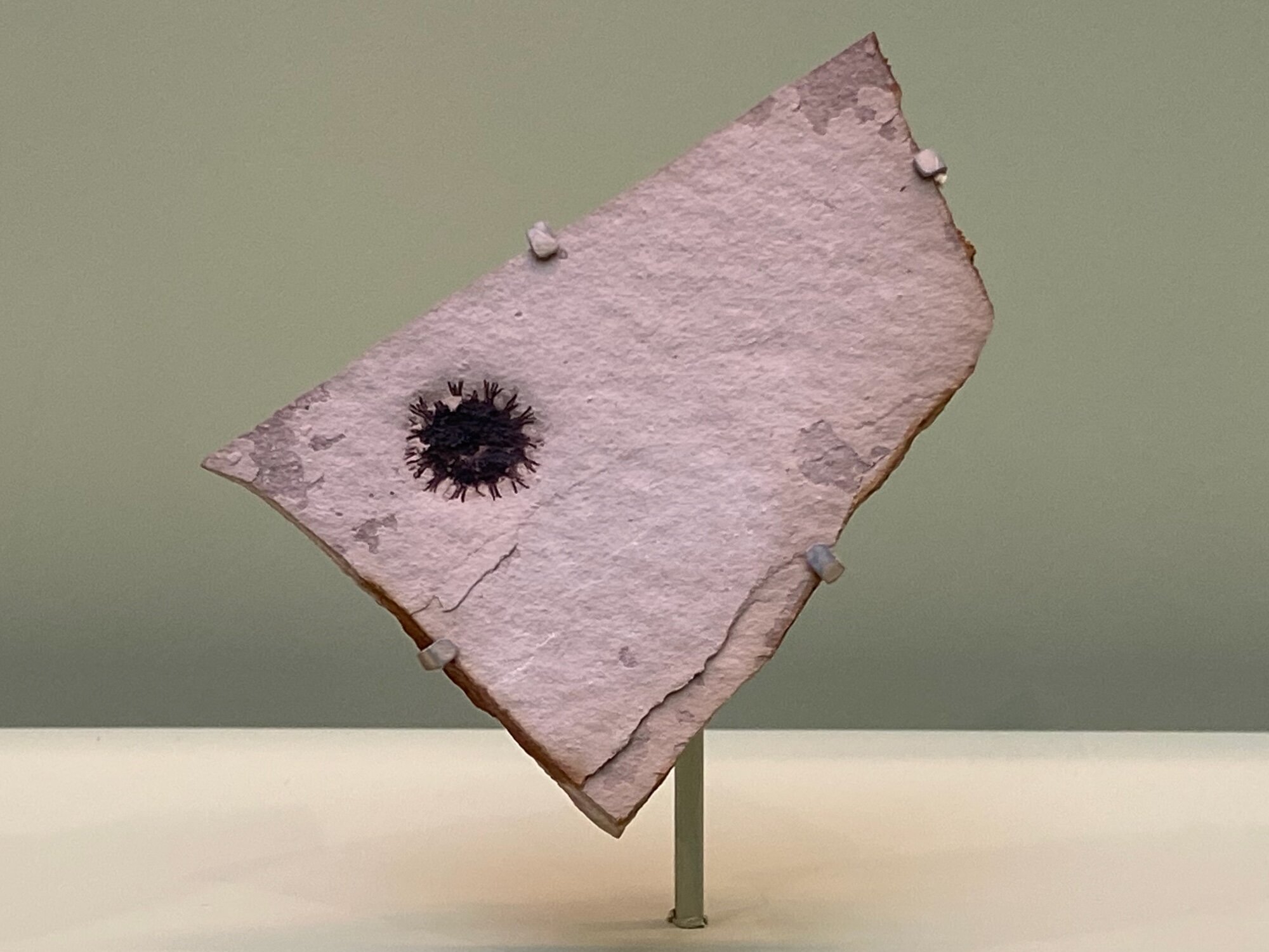 Yale Peabody Museum - A Trip to the Museum - The Fossil Forum