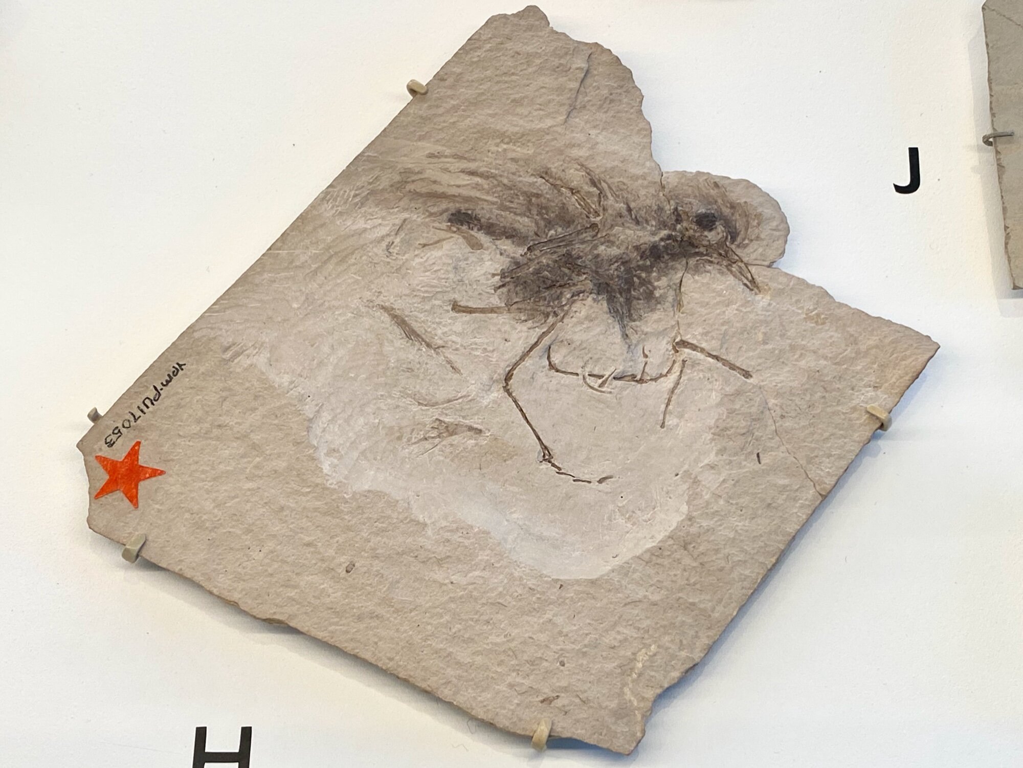 Yale Peabody Museum - A Trip to the Museum - The Fossil Forum
