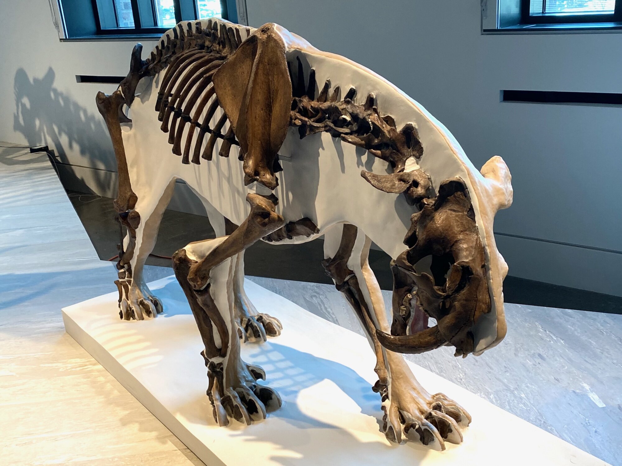 Yale Peabody Museum - A Trip to the Museum - The Fossil Forum