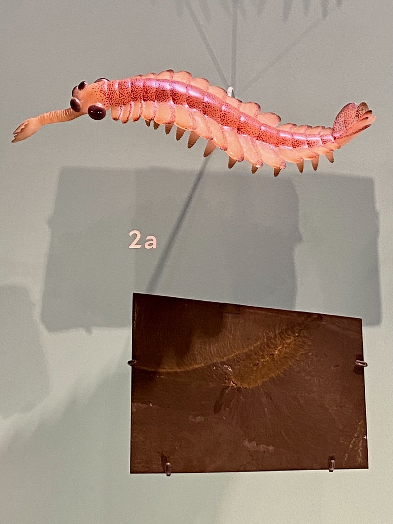 Yale Peabody Museum - A Trip to the Museum - The Fossil Forum