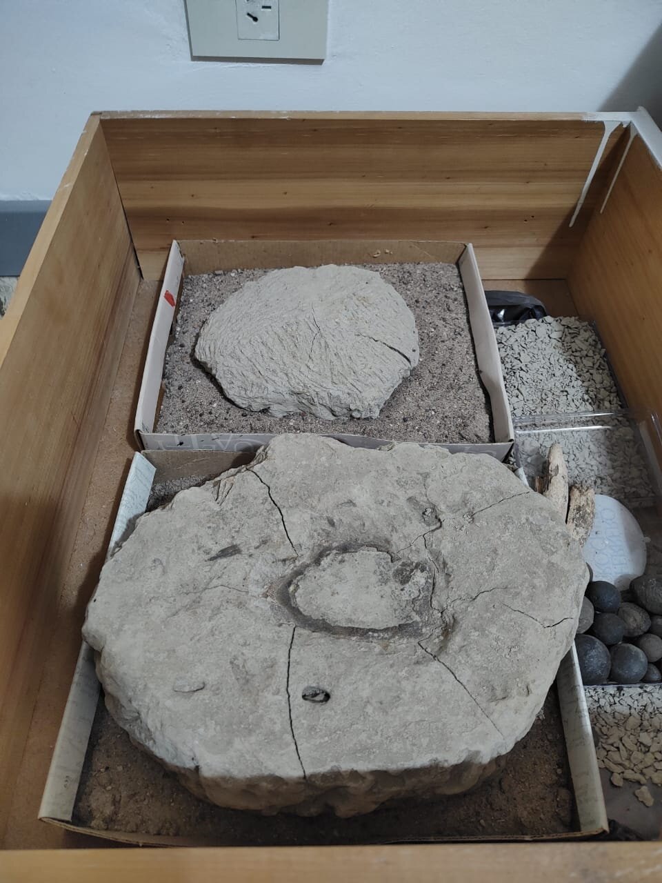 Crab preparation (How to fill cracks to apply paraloid?) - Fossil ...