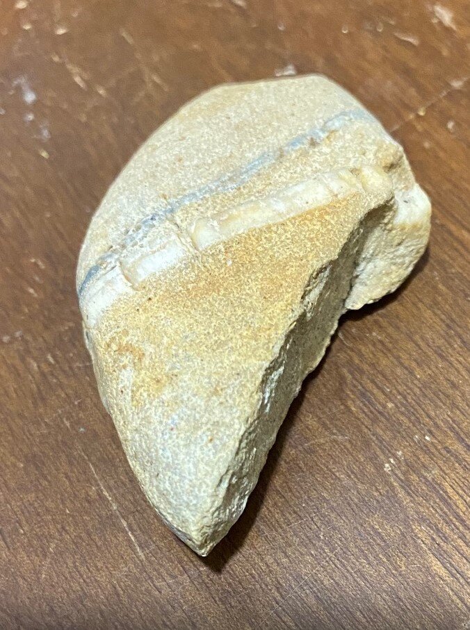 a tad larger than average driveway gravel with resembles teeth - Fossil ...