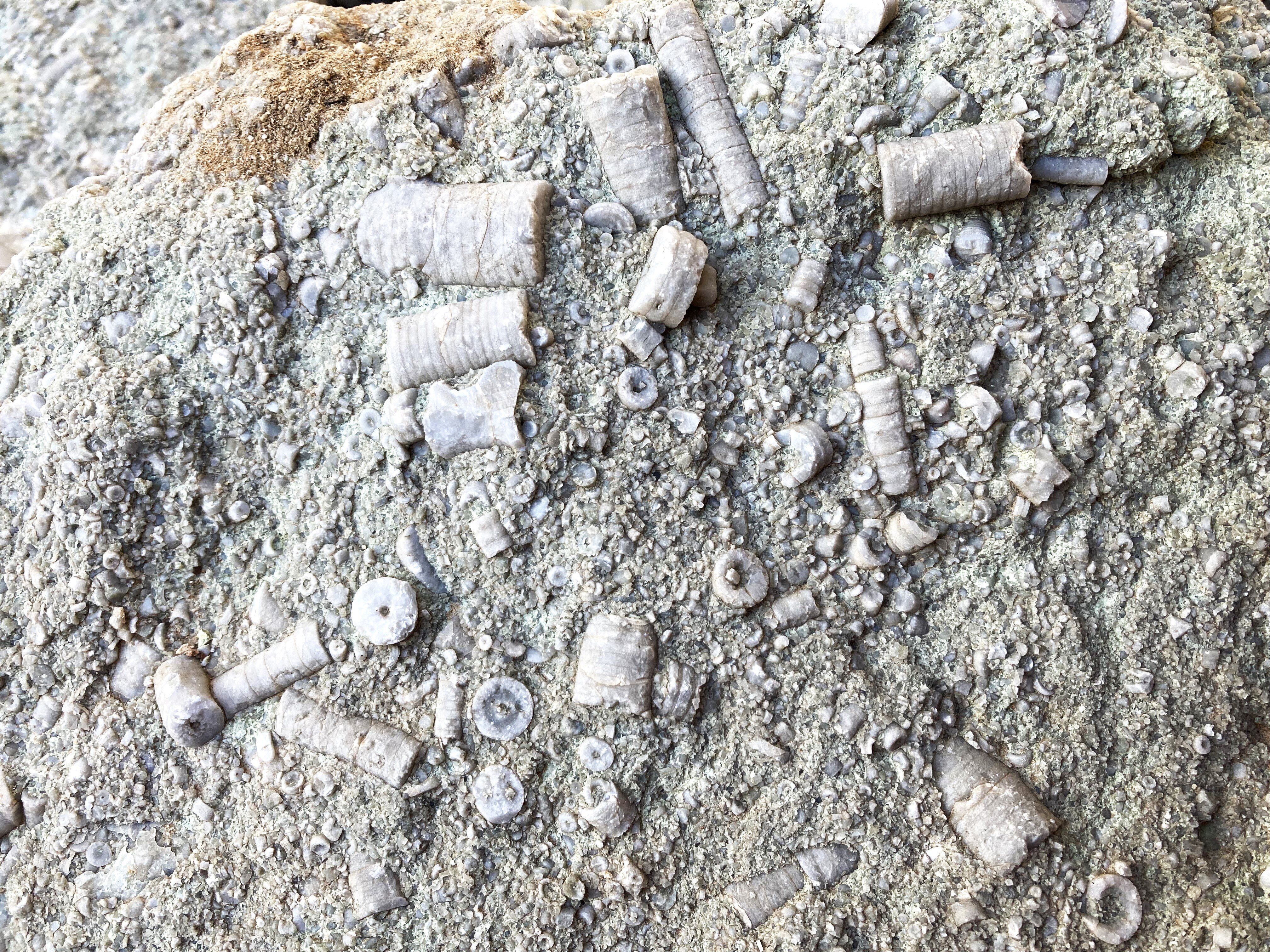 Crinoid(??) Fossil Clusters Identification Help - Fossil ID - The ...