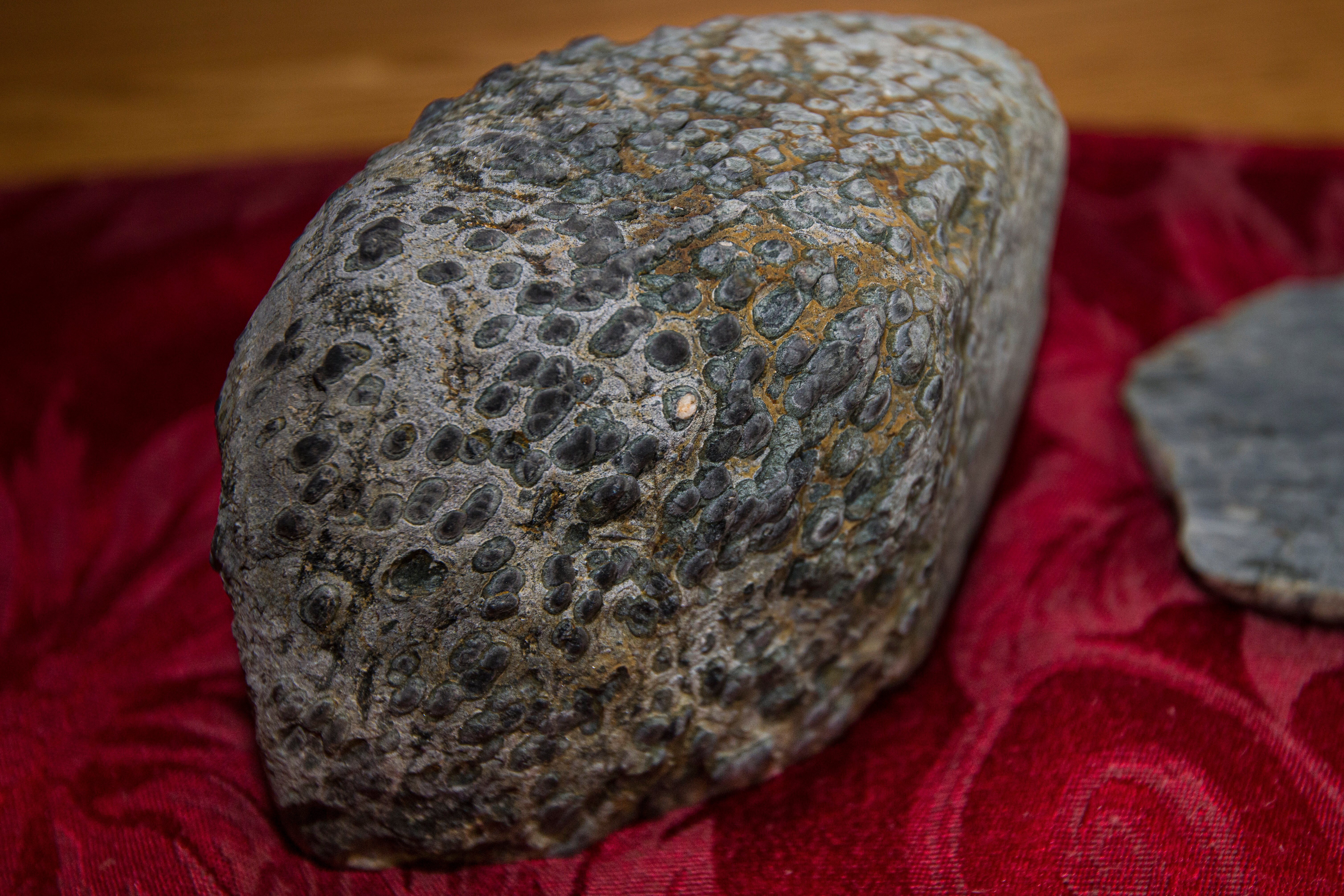 Found in farm field - SE Minnesota - Fossil ID - The Fossil Forum