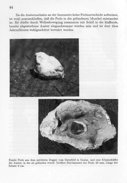 Upper Cretaceous Blister Pearl? - Fossil ID - The Fossil Forum